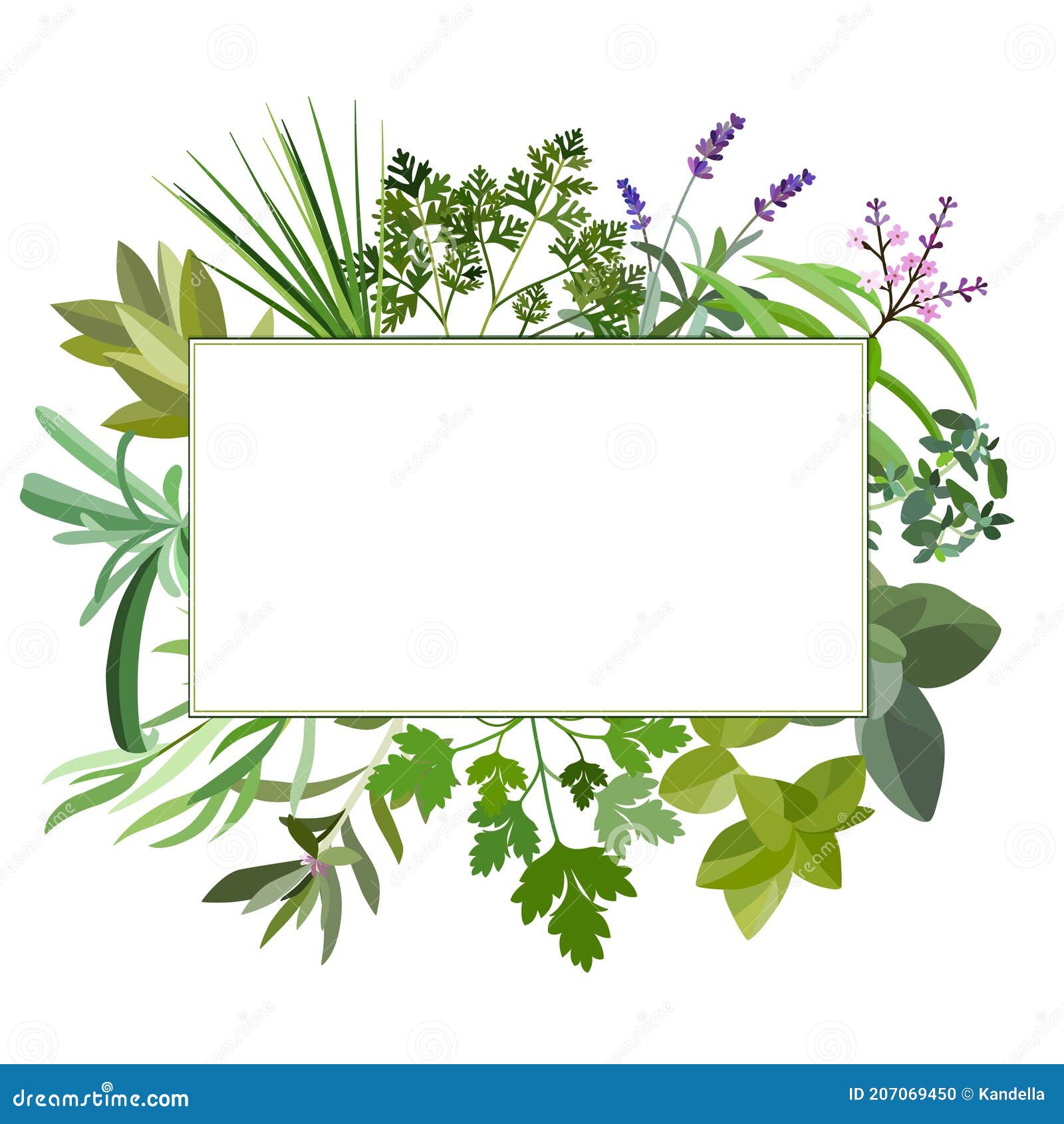 Frame with Fresh Herbs and Spices. Stock Vector - Illustration of ...