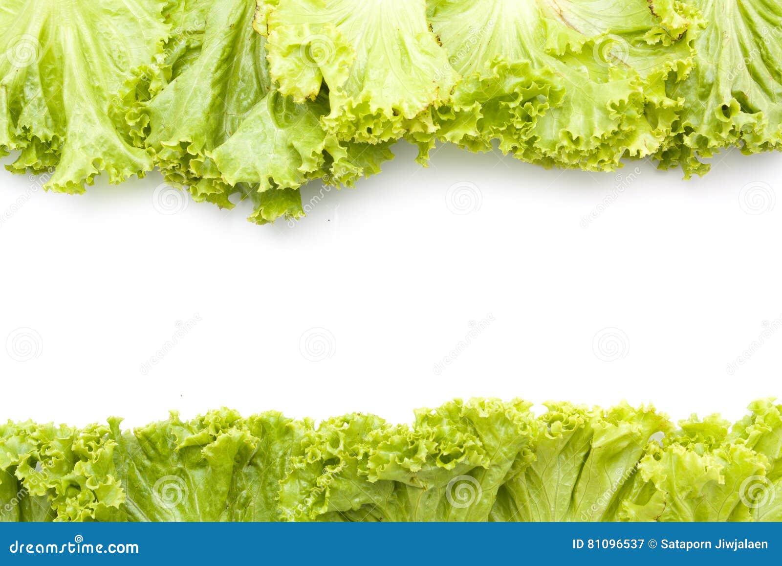 Frame Fresh Lettuce Leaves Close Up Isolated Stock Image - Image of ...