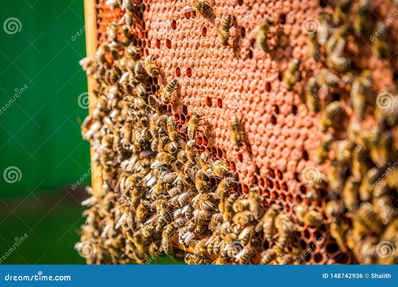Frame Full of Honey and Bees in Summer Stock Photo - Image of honeycomb ...