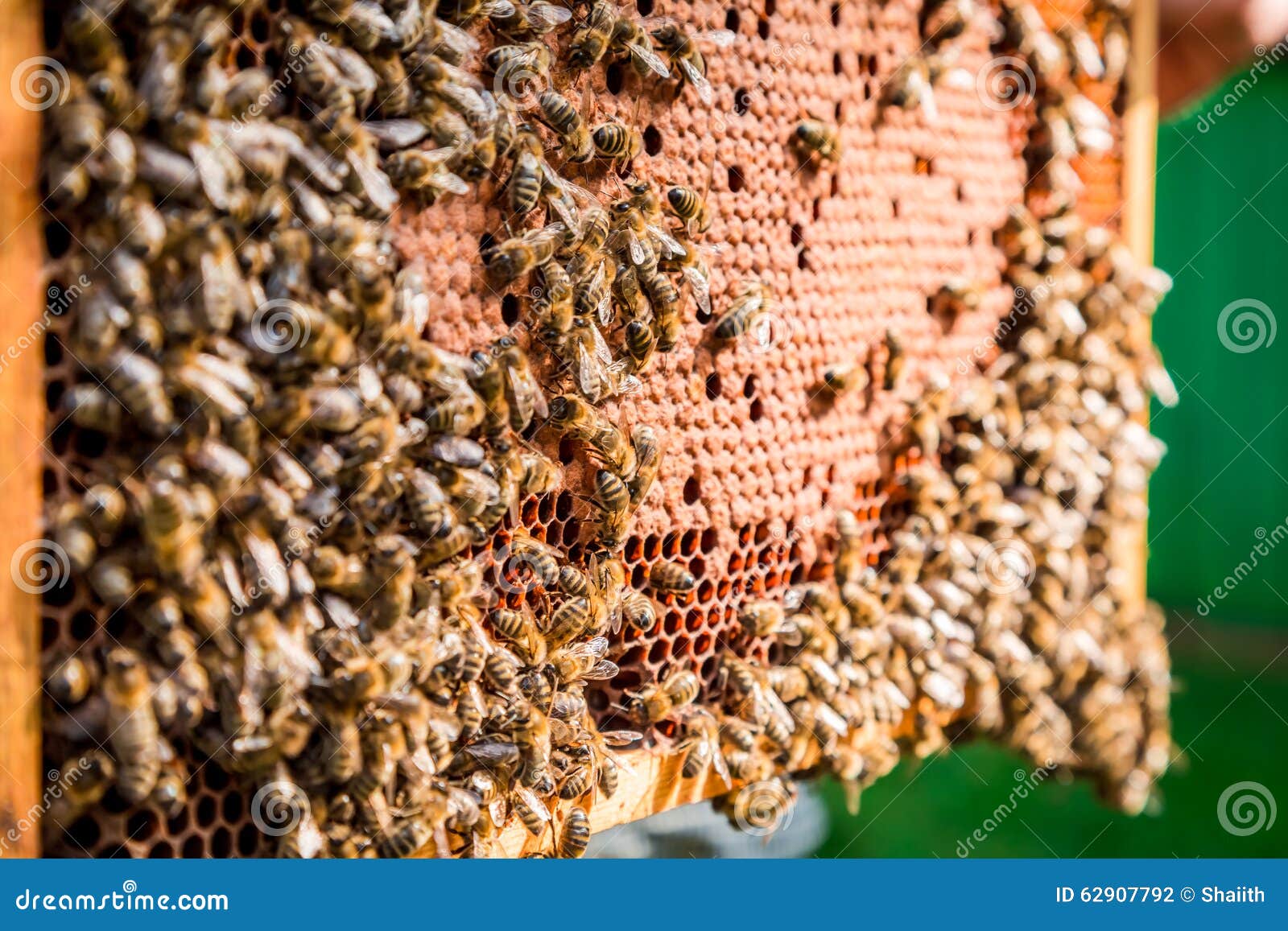 Frame Full of Honey with Bees Stock Photo - Image of honey, hexagon ...