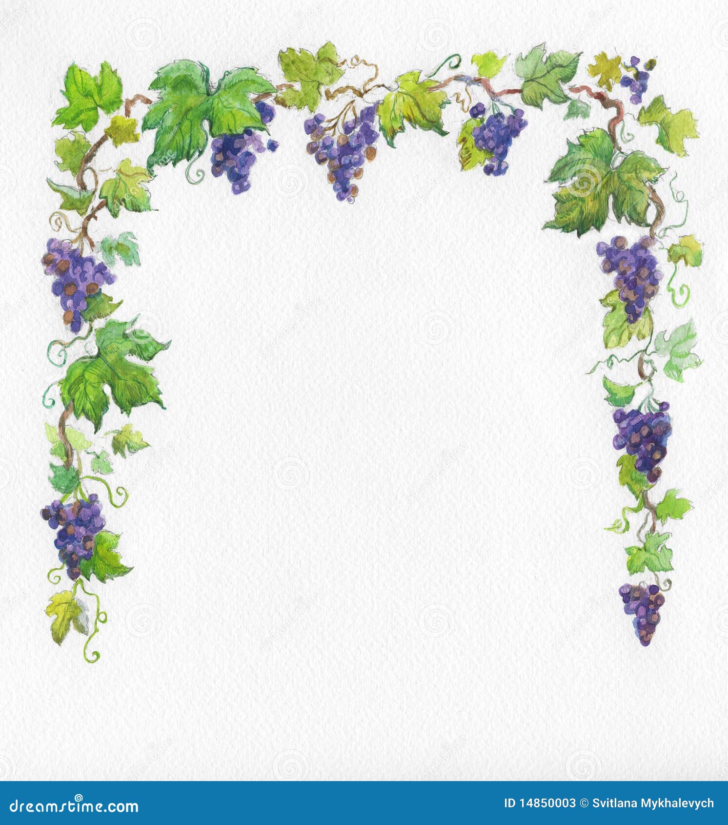 Frame grapes. Watercolor. stock illustration. Illustration of painting ...