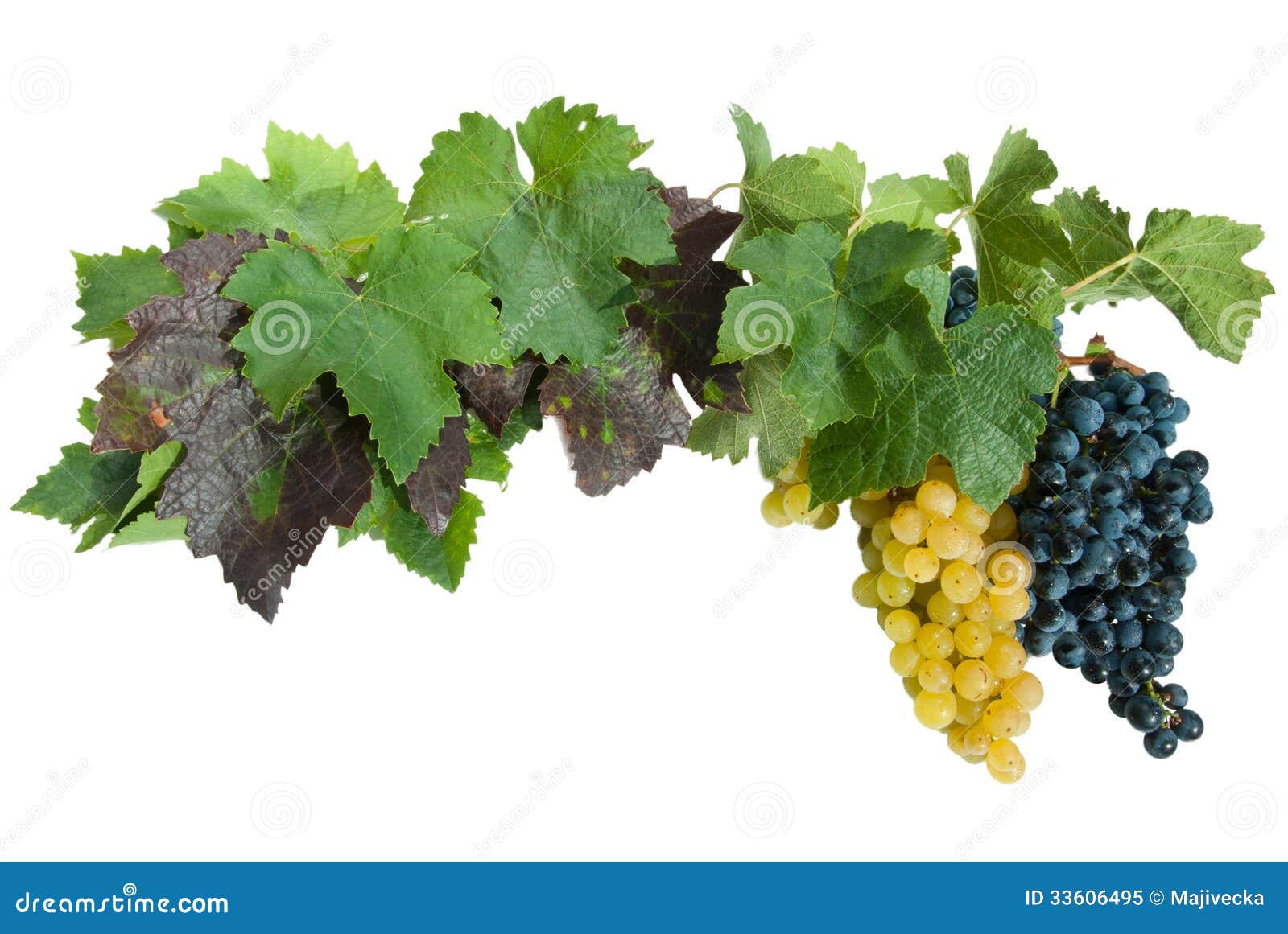 Frame with grapes stock image. Image of decoration, cluster - 33606495