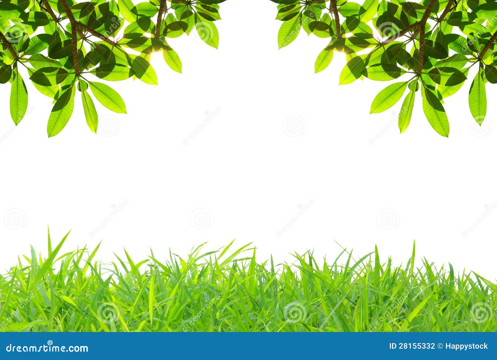 Frame of grass stock photo. Image of foliage, branch - 28155332