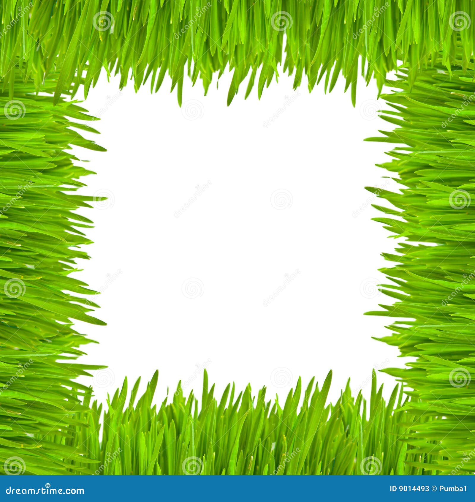The frame of grass stock image. Image of grass, season - 9014493