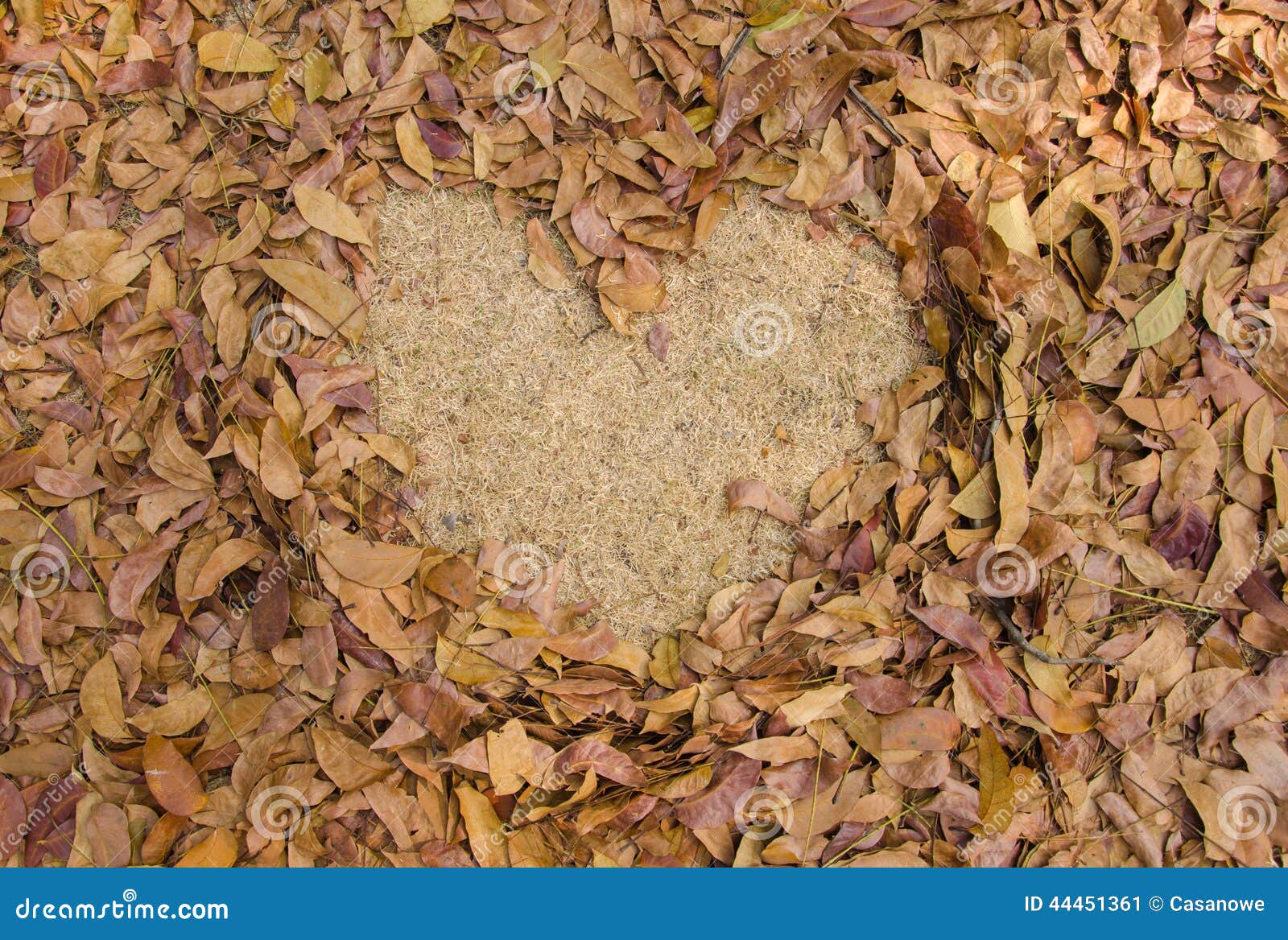 Frame Grass Heart Shaped of Dry Leaves on the Ground Stock Image ...