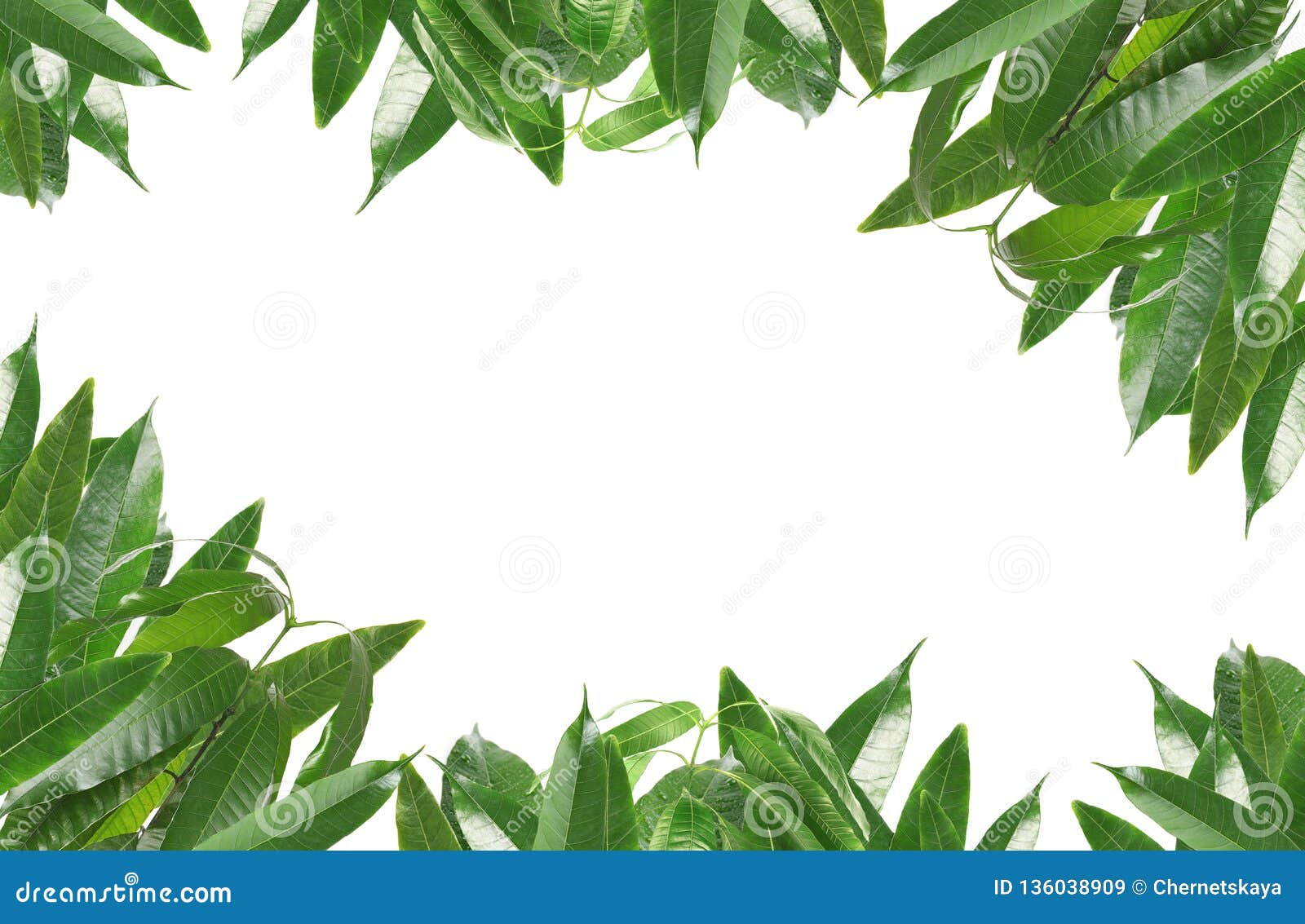 Frame of Green Mango Leaves Stock Image - Image of flora, ecology ...