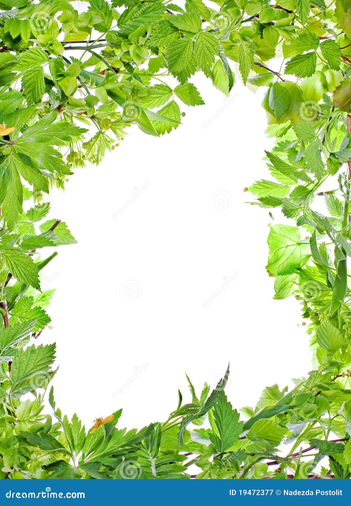 Frame of green plants stock image. Image of relaxation - 19472377