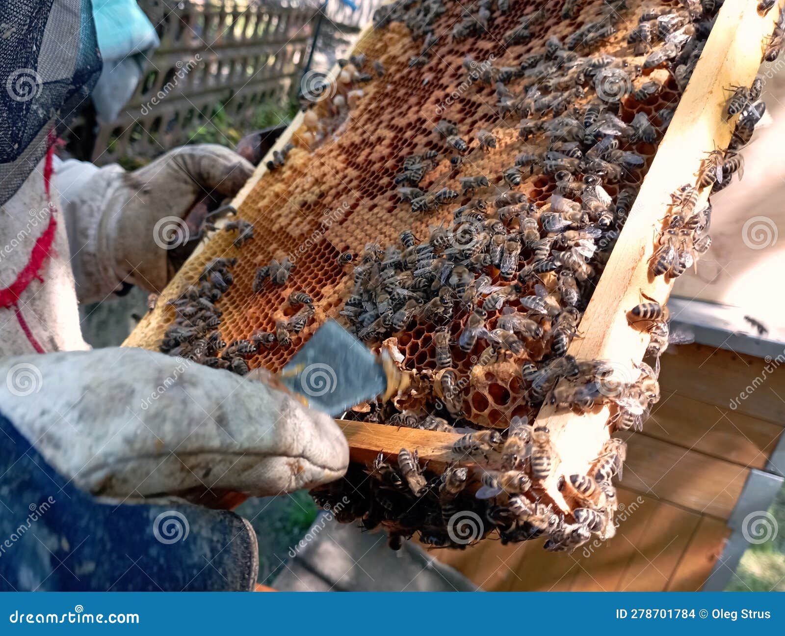 A Frame in the Hands of a Beekeeper from Which Drone Brood is Taken ...