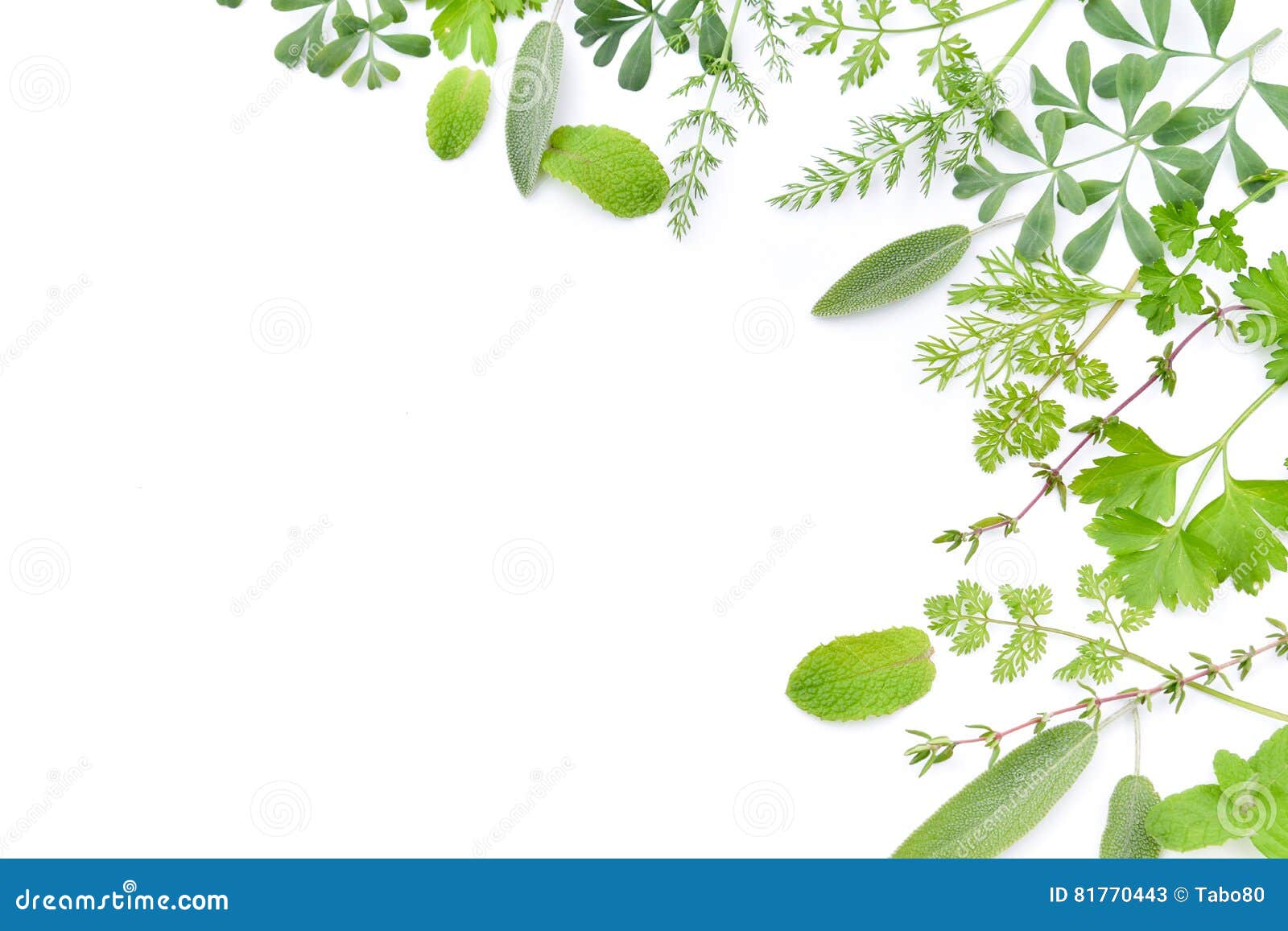 Frame of herbal leaves stock image. Image of fresh, chervil - 81770443