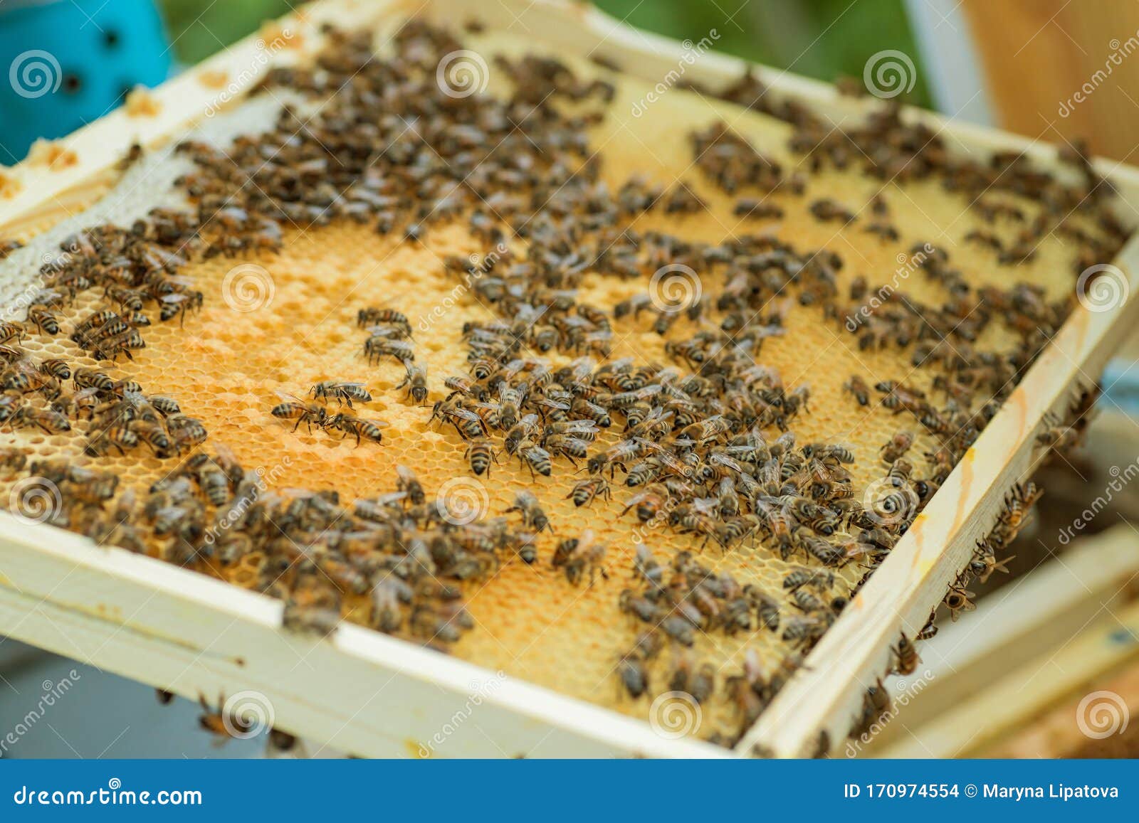 Frame with Honey Bees, Sealed Brood and Honey. Work on Apiary ...