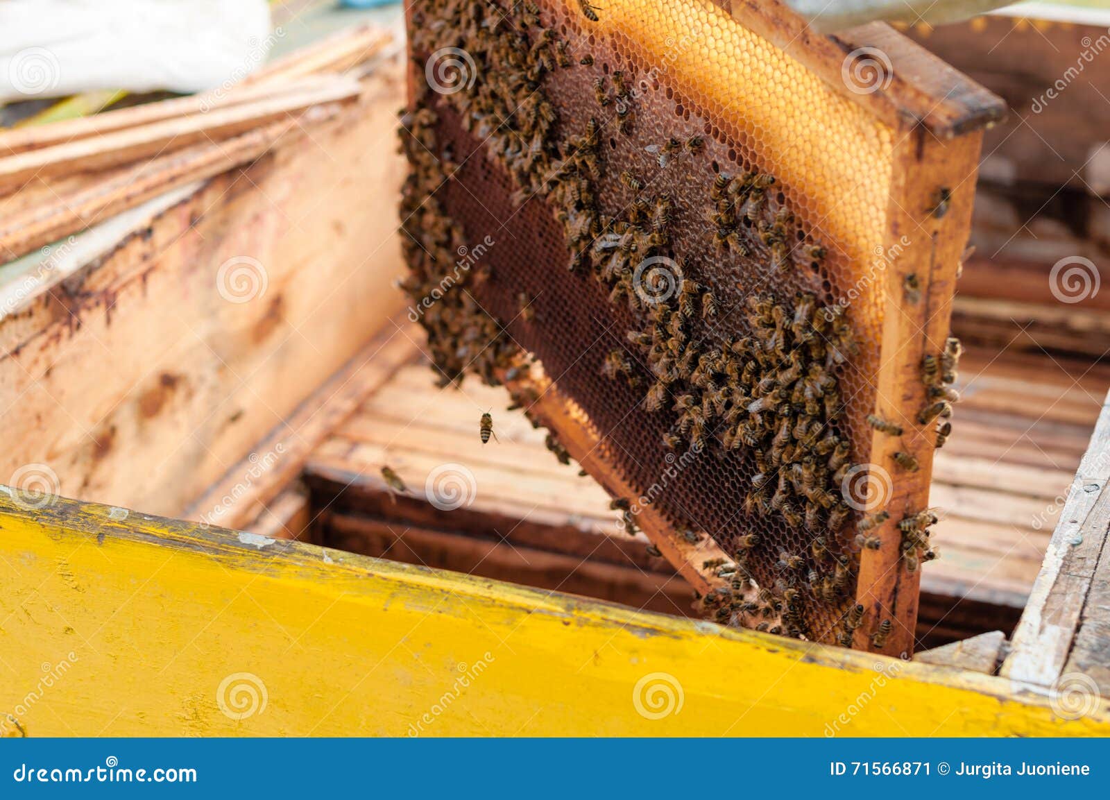 Frame with Honeycomb with Bees Above the Beehive Stock Image - Image of ...