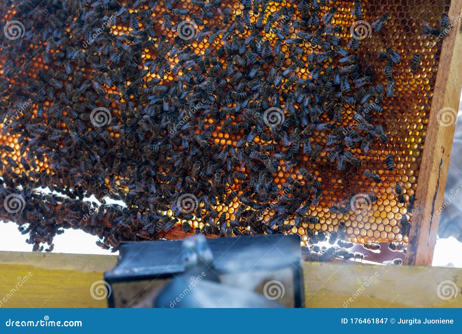 Frame with Honeycomb and Bees in Background of Beehive Stock Image ...