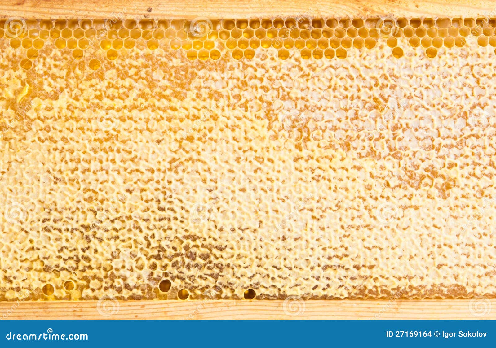 Frame with Honeycomb Full of Honey Stock Photo - Image of healthy, full ...