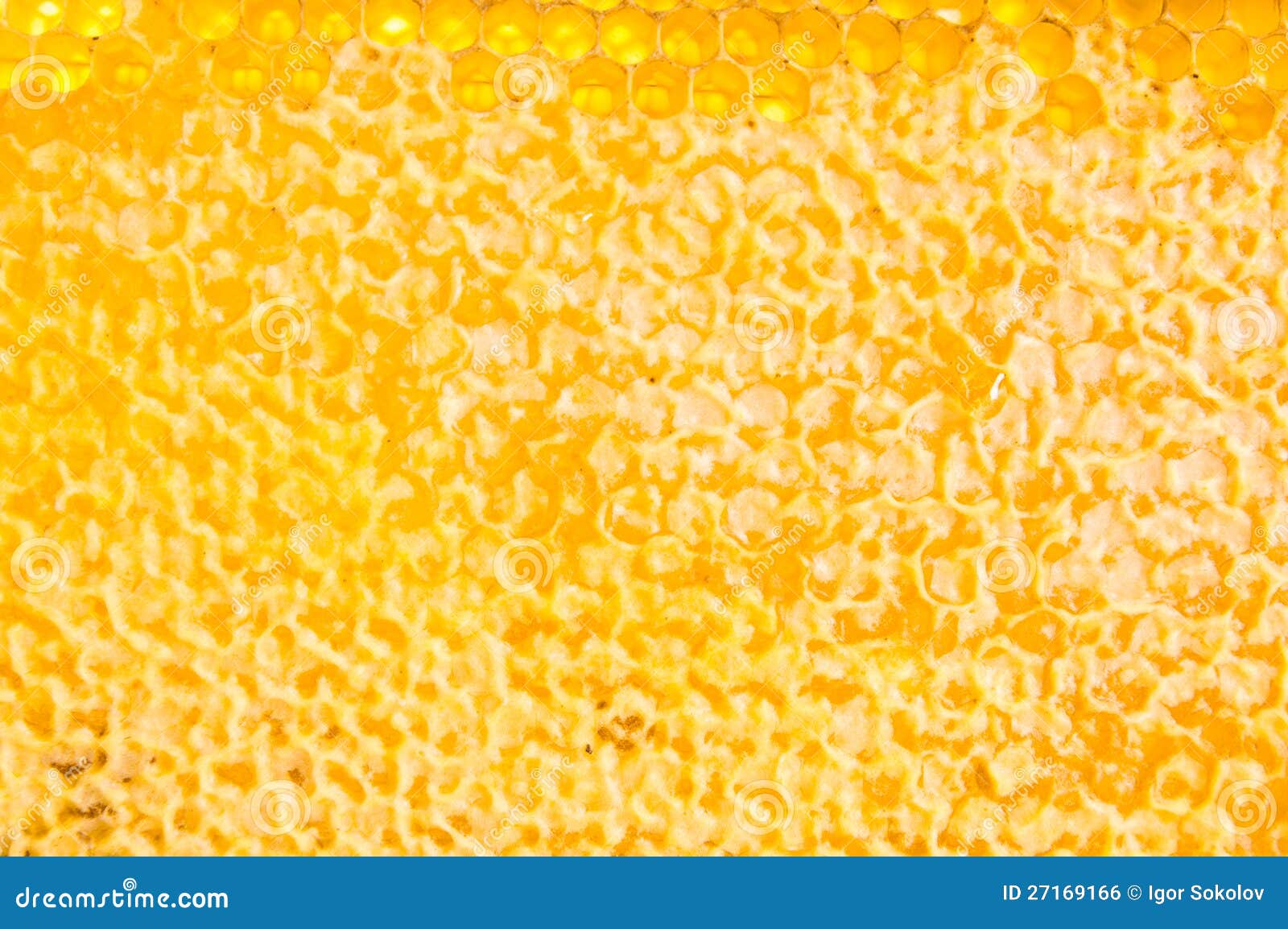 Frame with Honeycomb Full of Honey Stock Photo - Image of calories ...