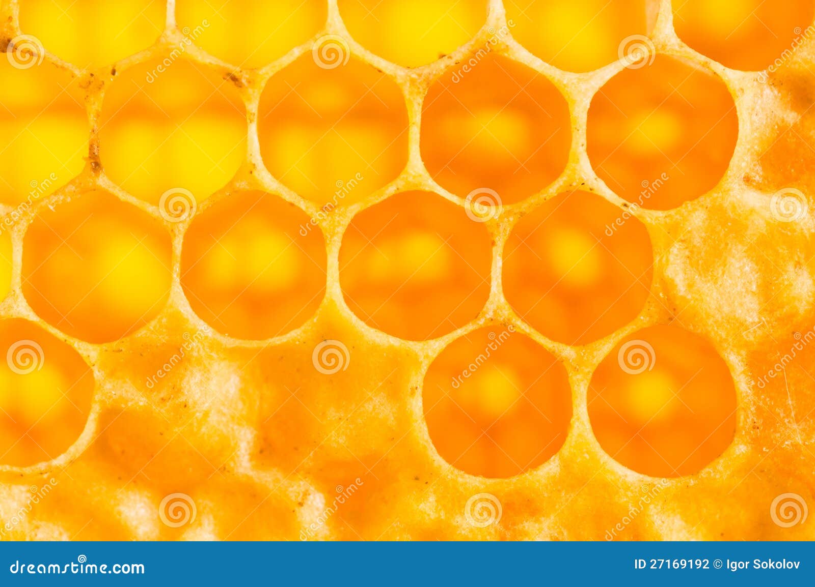 Frame with Honeycomb Full of Honey Stock Photo - Image of liquid, gold ...