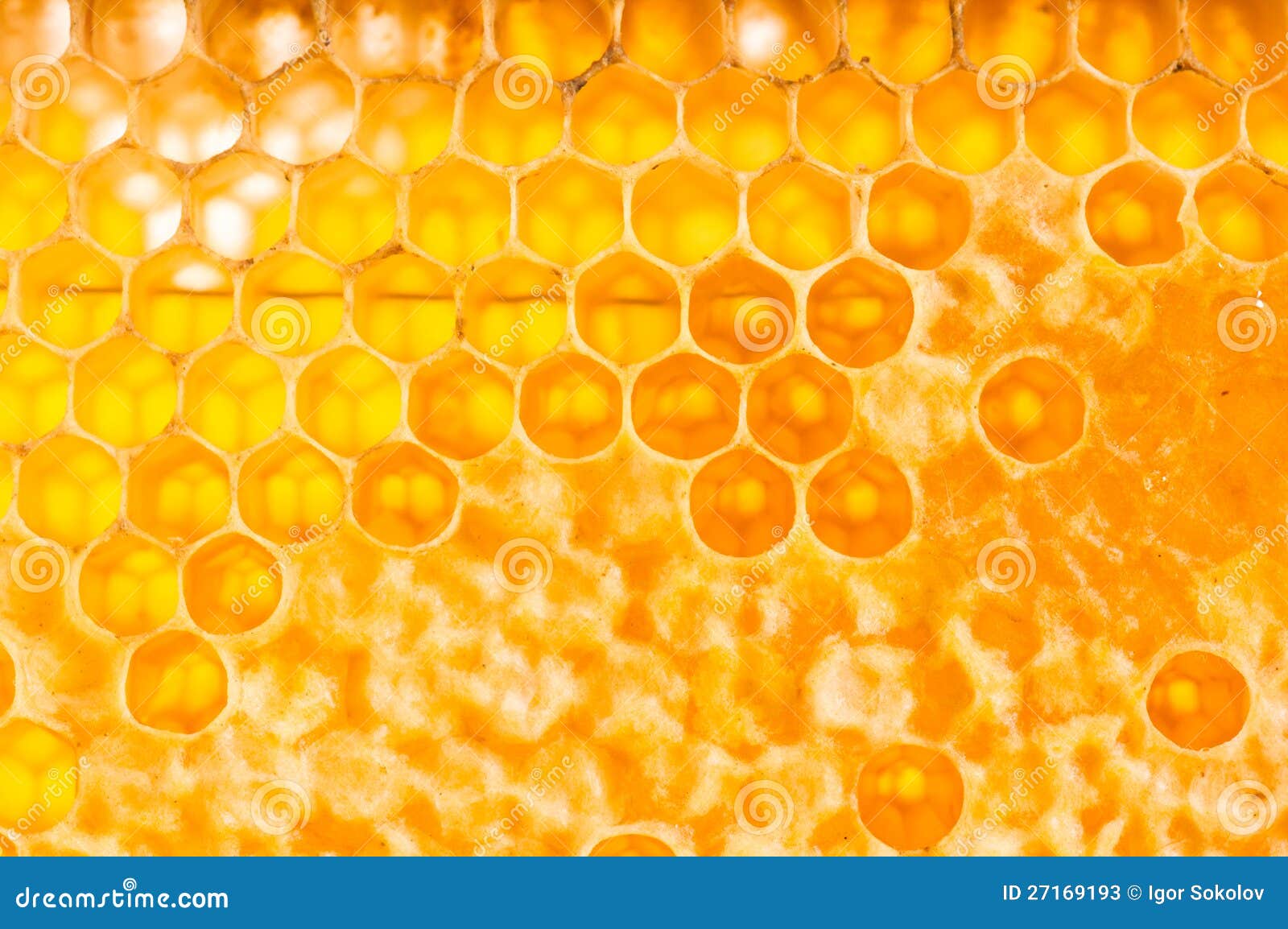 Frame with Honeycomb Full of Honey Stock Image - Image of freshness ...