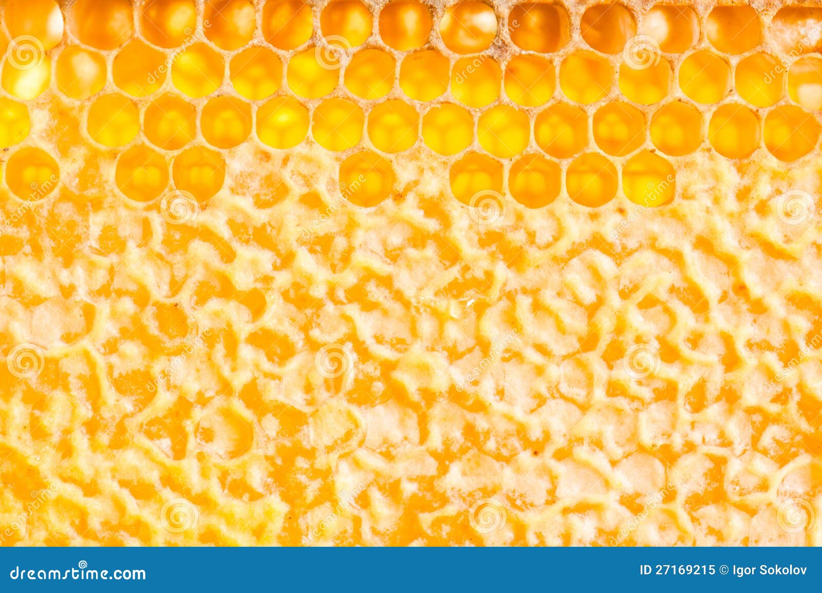 Frame with Honeycomb Full of Honey Stock Image - Image of dessert ...