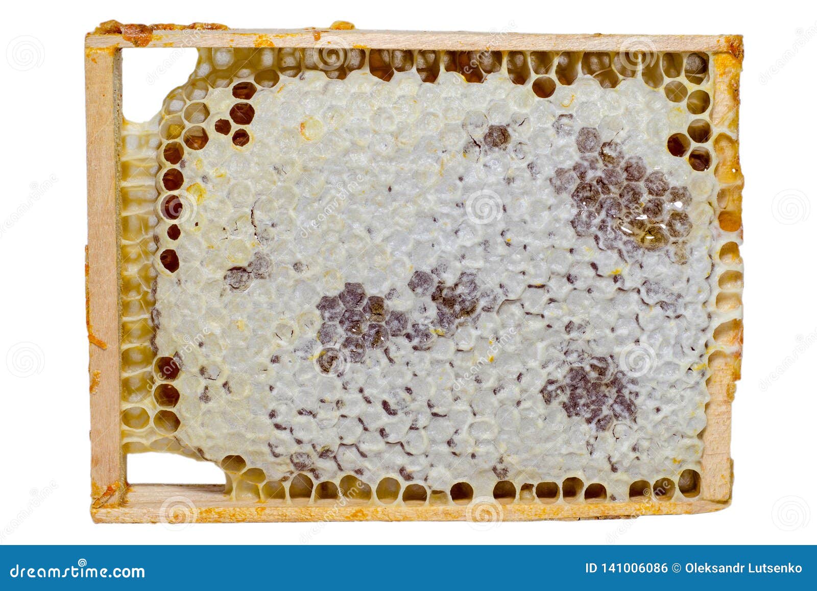 Frame Honeycomb Full of Honey Stock Photo - Image of frame, macro ...