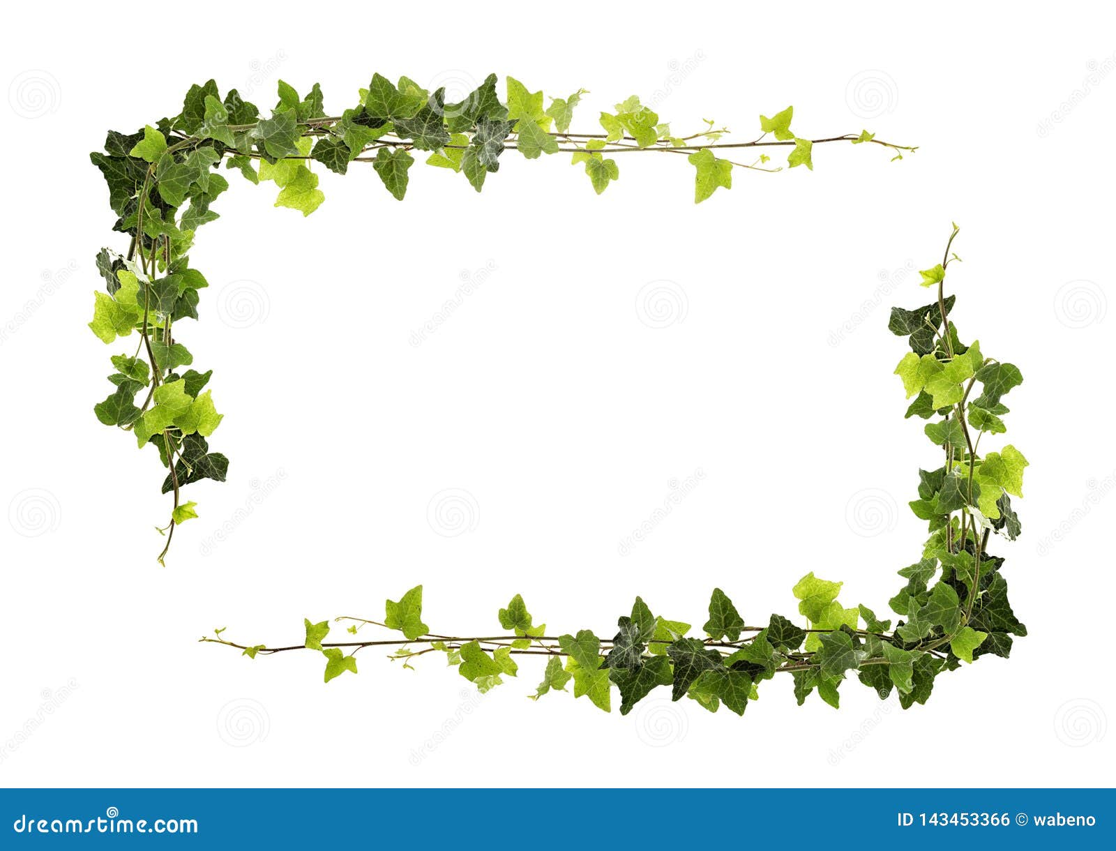 Frame of ivy stock photo. Image of branch, green, climbing - 143453366