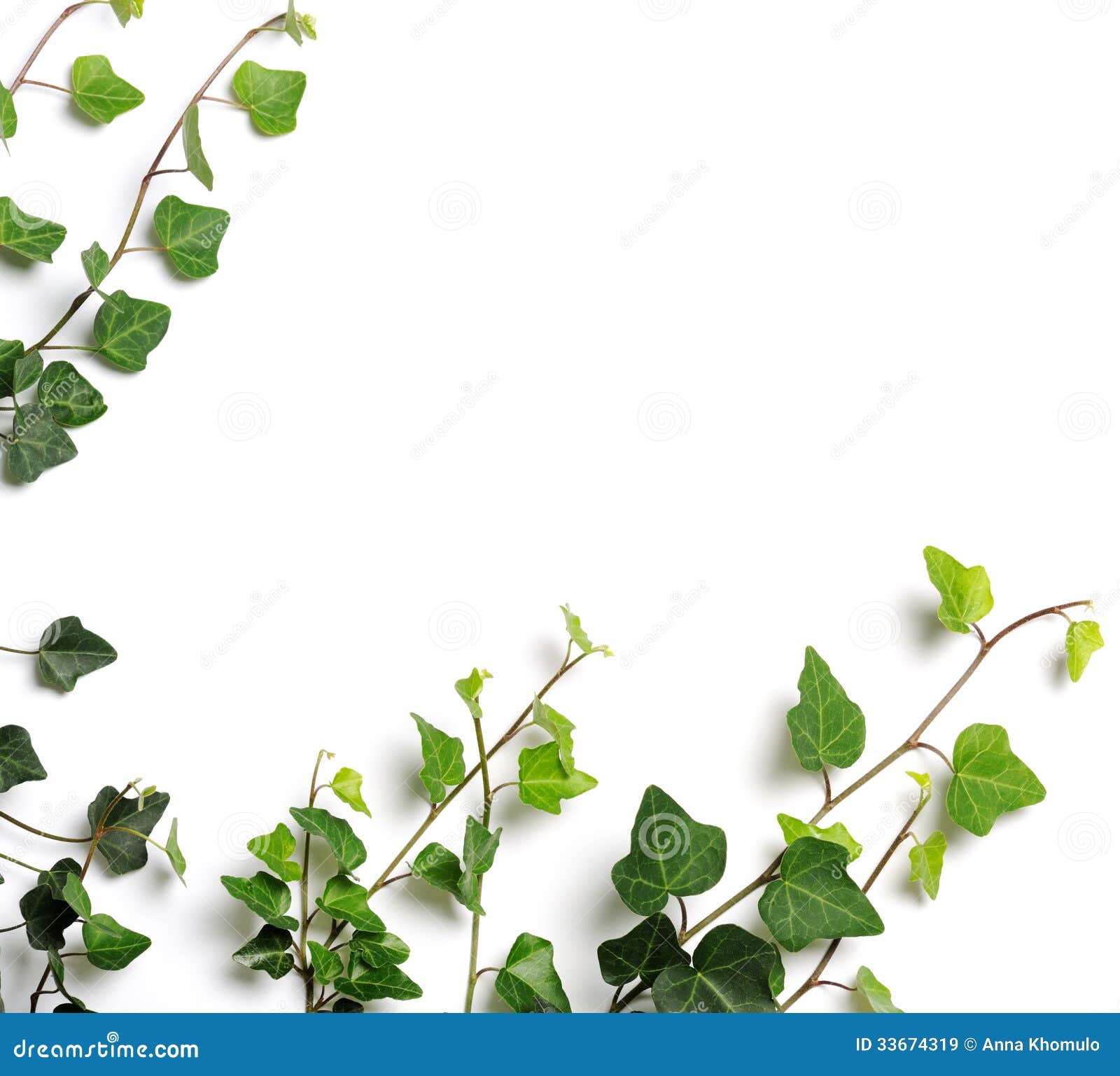 Frame of ivy stock image. Image of nature, copy, background - 33674319