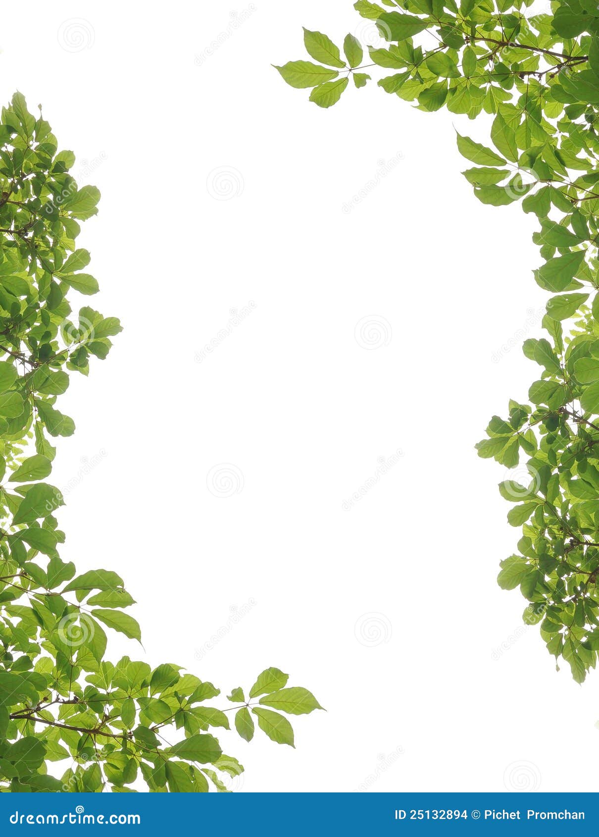 Frame and leaf stock photo. Image of framework, fringe - 25132894