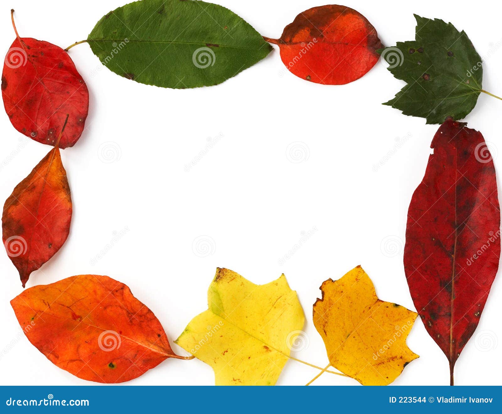 Frame from leaves stock photo. Image of variety, maple - 223544