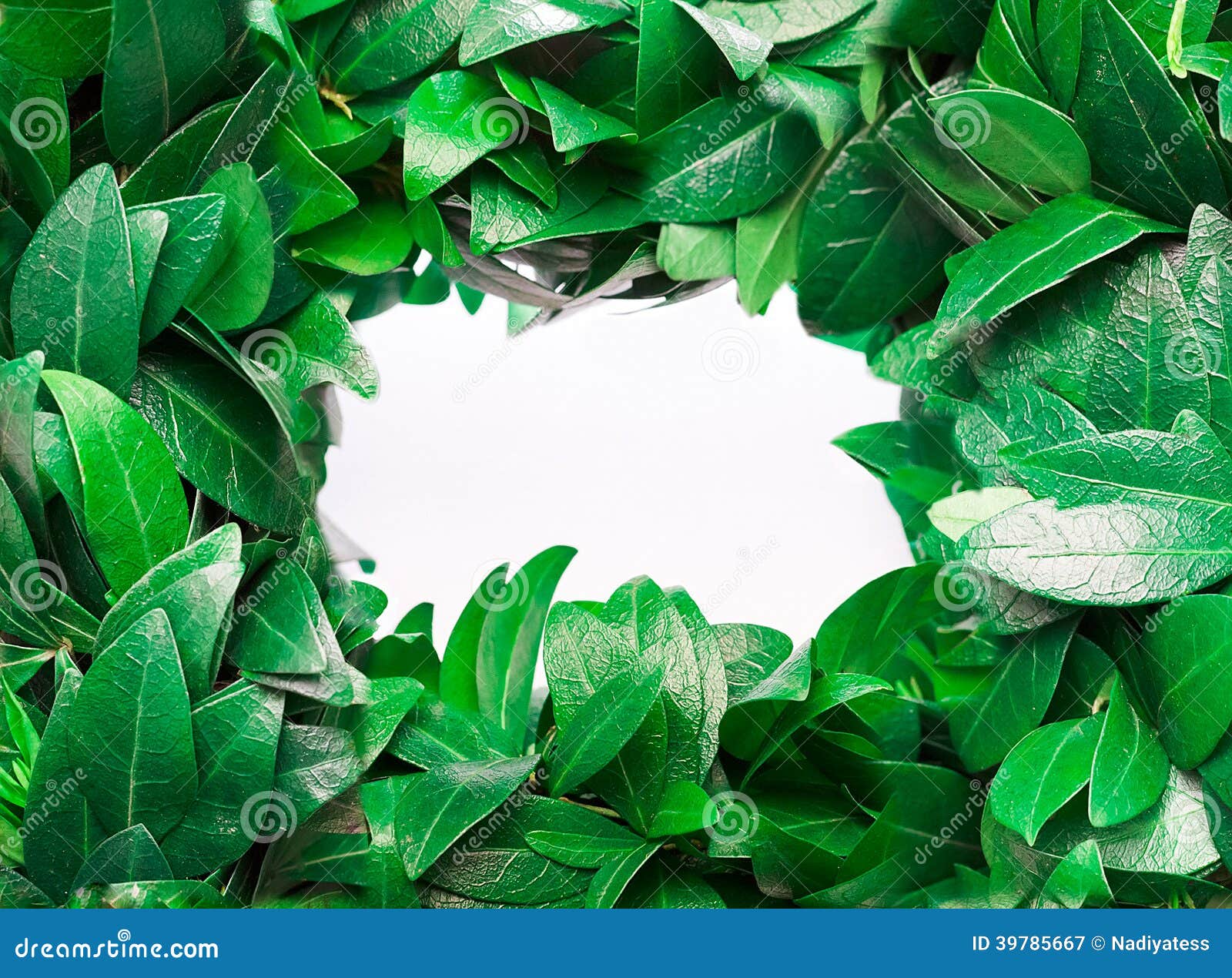 Frame from leaves stock image. Image of botany, grass - 39785667