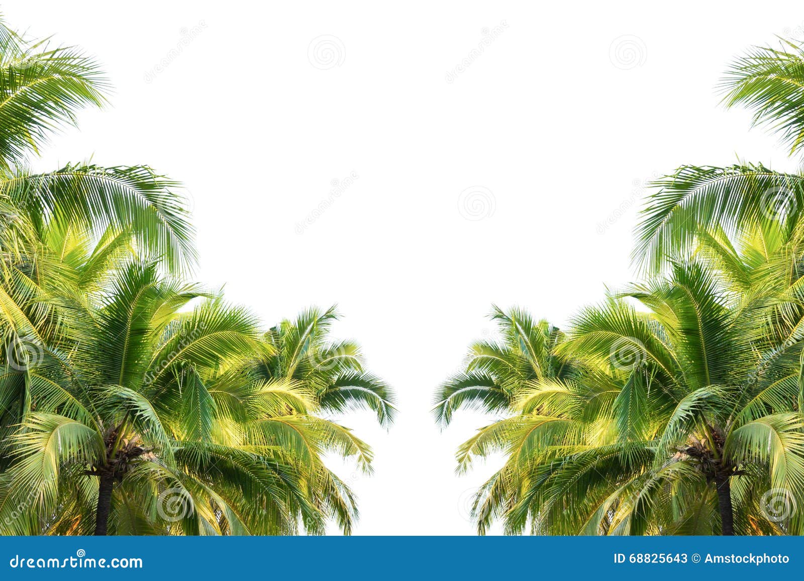 Frame of Leaves Coconut Tree Stock Image - Image of frame, fresh: 68825643