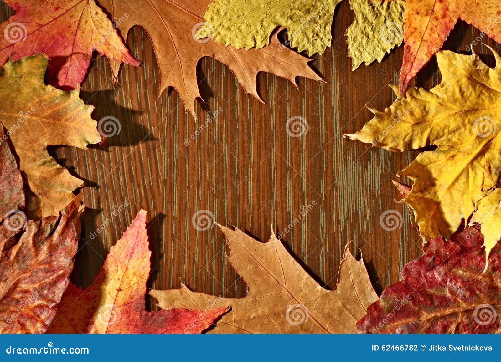 Frame of leaves stock photo. Image of seasons, colorful - 62466782