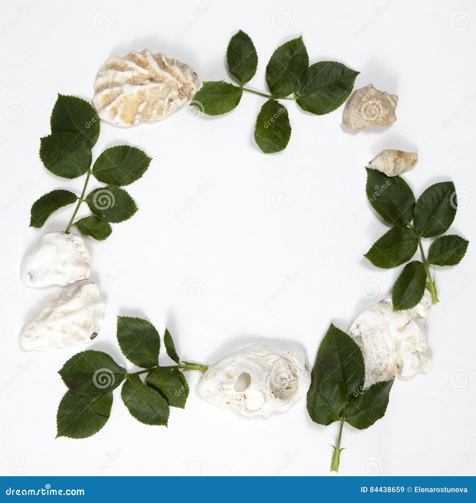 Frame from the Leaves of Roses and Shells on White Background Stock ...
