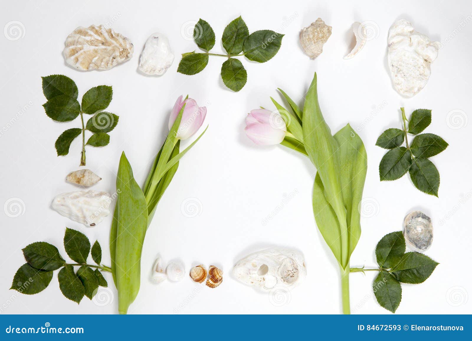 Frame from the Leaves of Roses and Shells on White Background. Memory ...