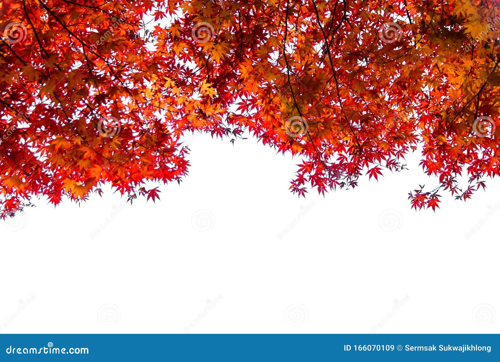 Frame Made of Autumn Maple Leaf Leaves Stock Image - Image of clean ...