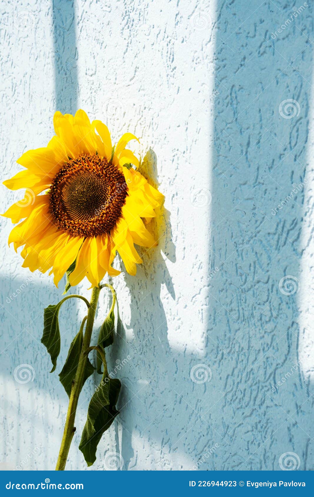 Frame Made of Branches Evergreen Blue Spruce with Reflection on the ...