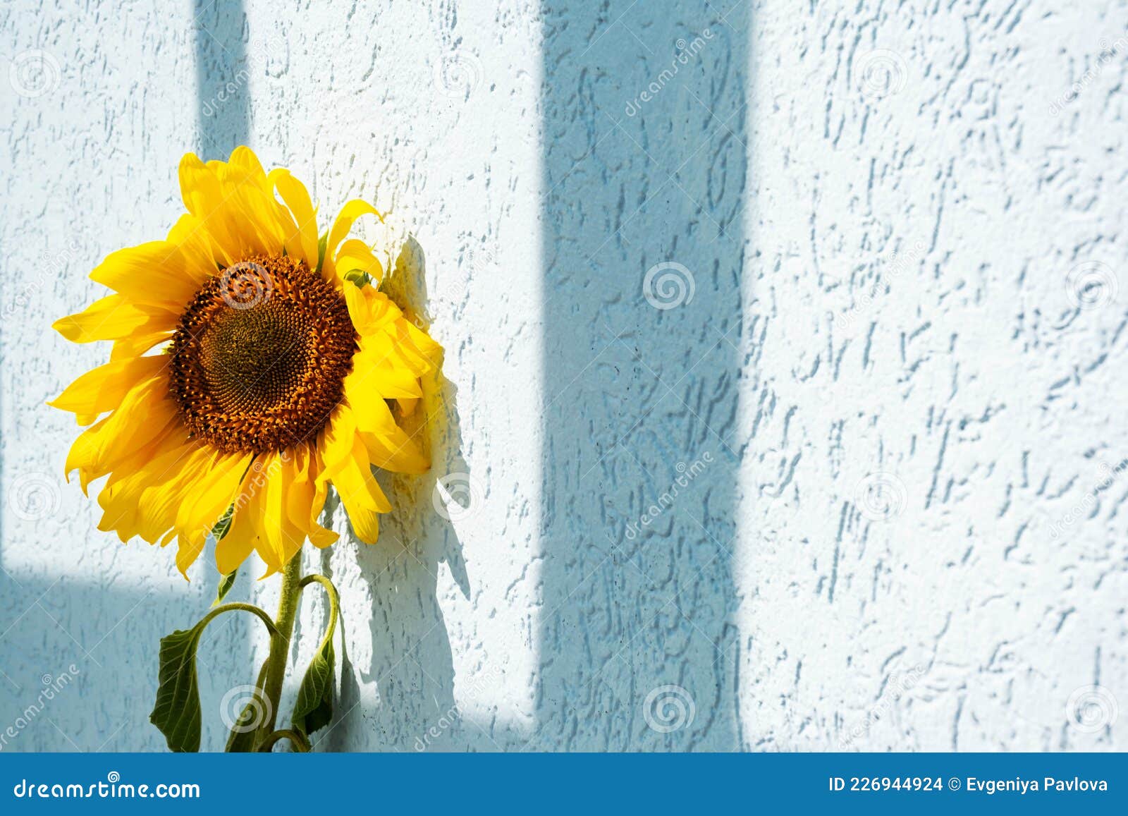 Frame Made of Branches Evergreen Blue Spruce with Reflection on the ...
