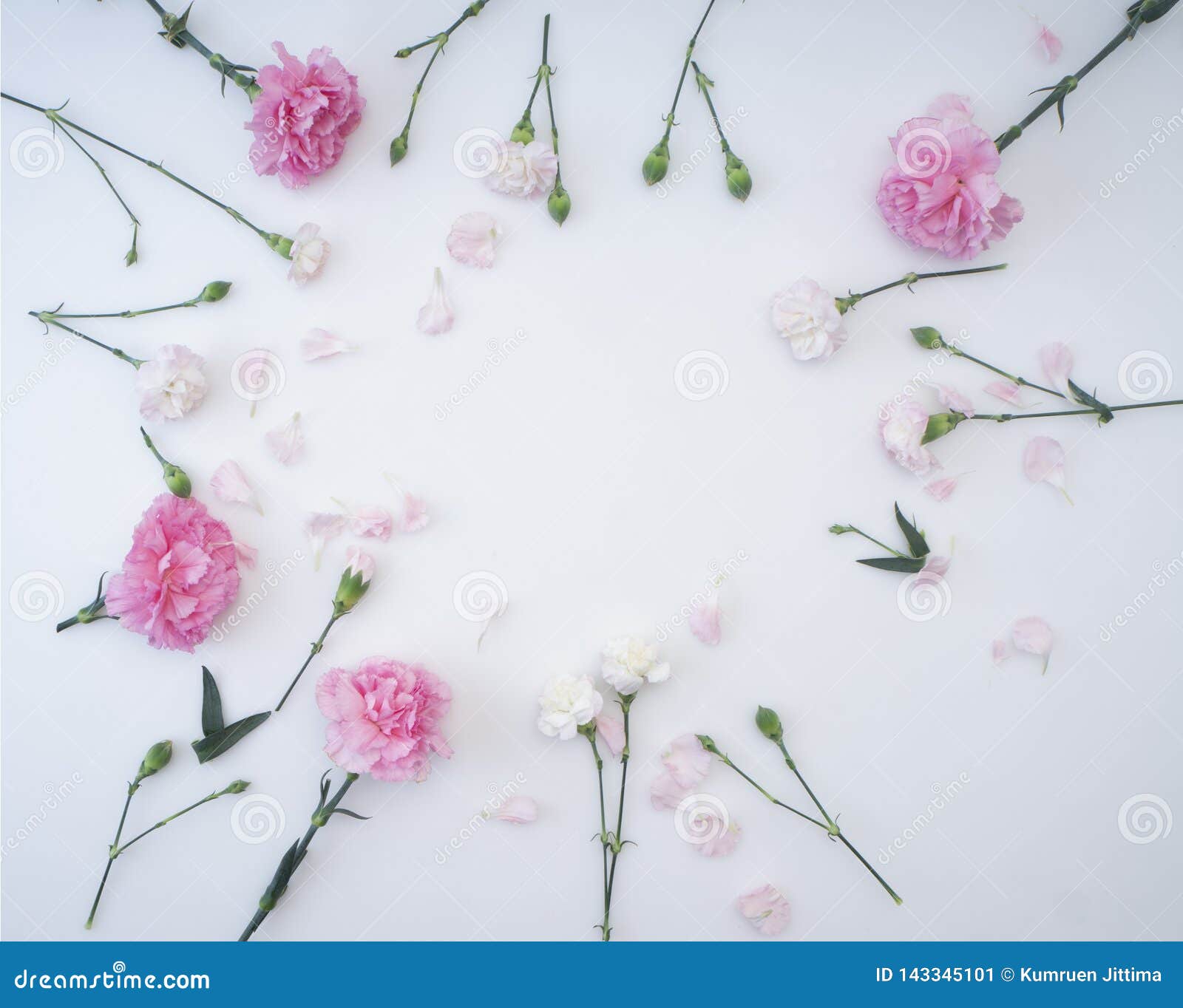 Frame Made of Carnation on a White Background Stock Image - Image of ...