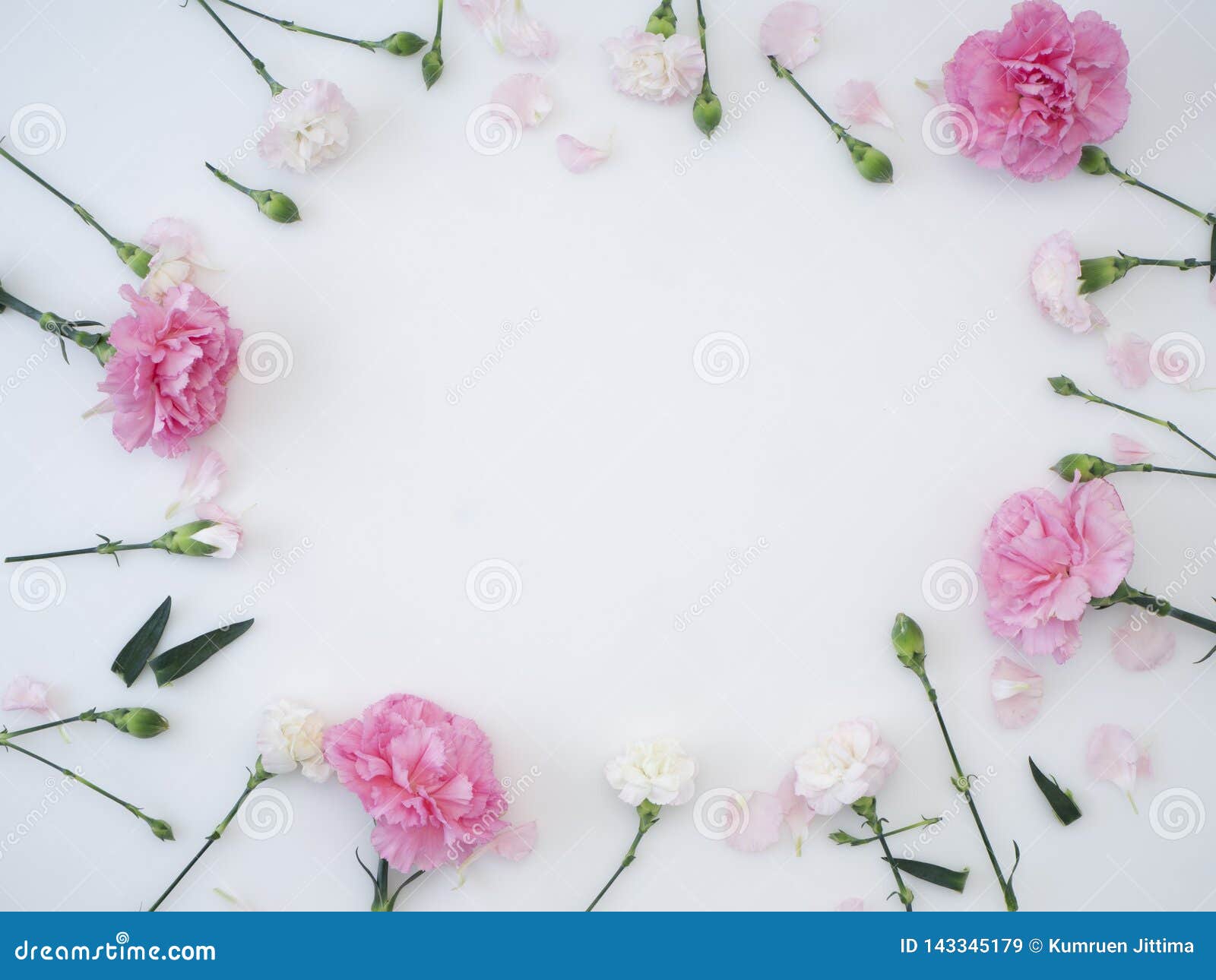 Frame Made of Carnation on a White Background Stock Image - Image of ...