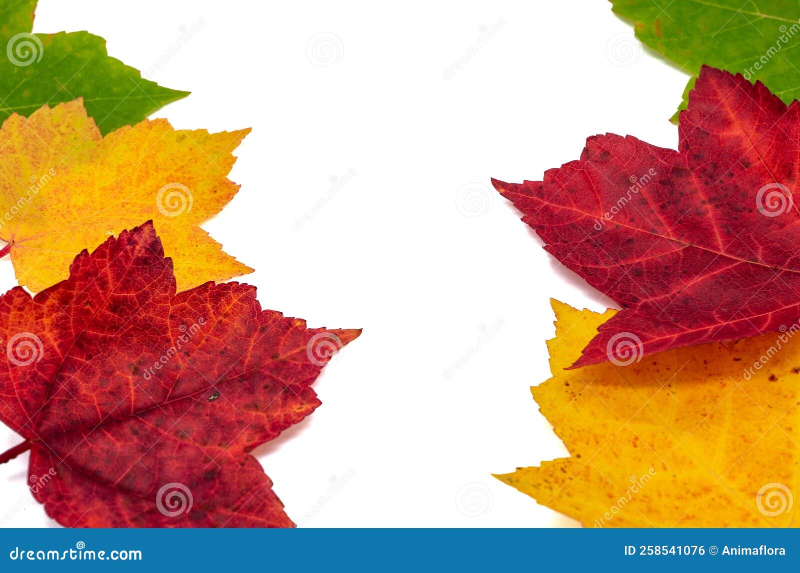 Frame Made of Colorful Leaves Isolated Stock Photo - Image of branches ...