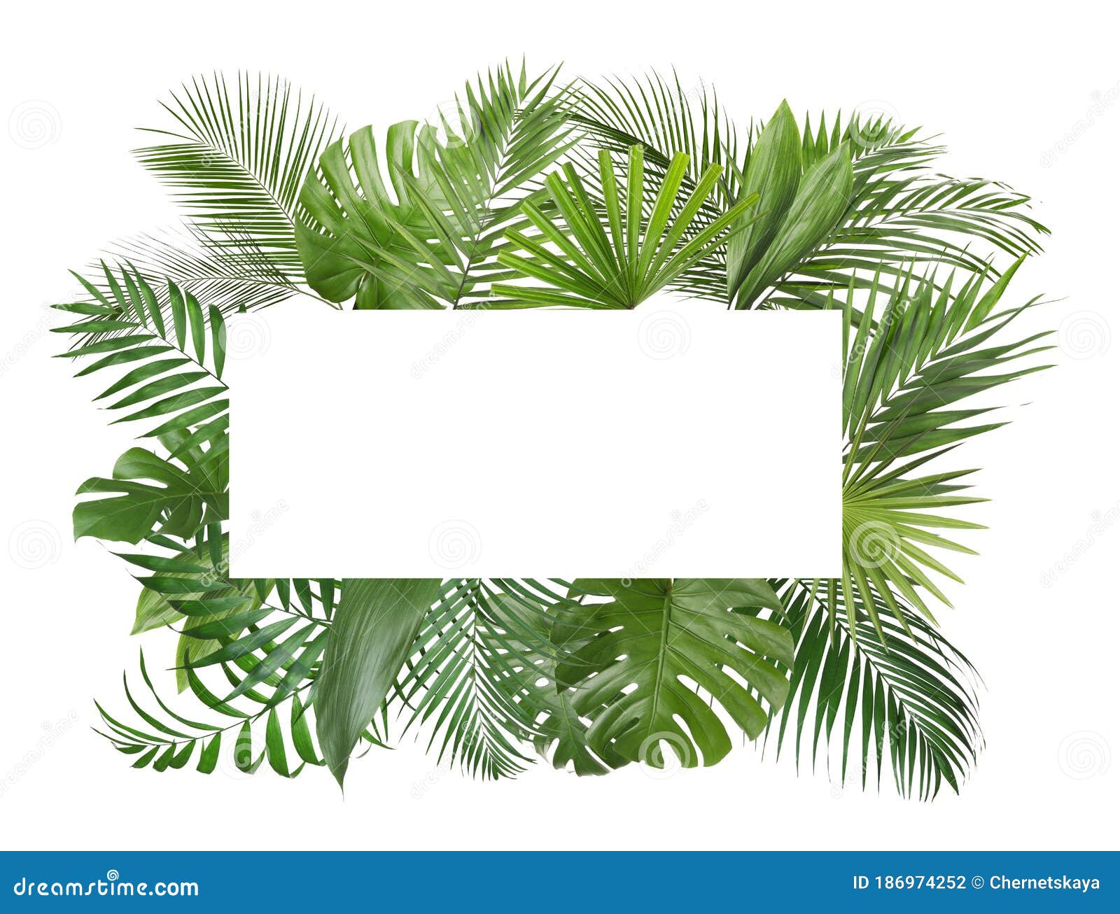 Frame Made of Different Lush Tropical Leaves on Background, Top View ...
