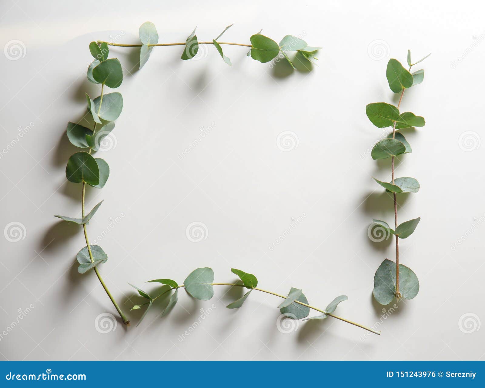 Frame Made of Eucalyptus Branches on White Background Stock Photo ...