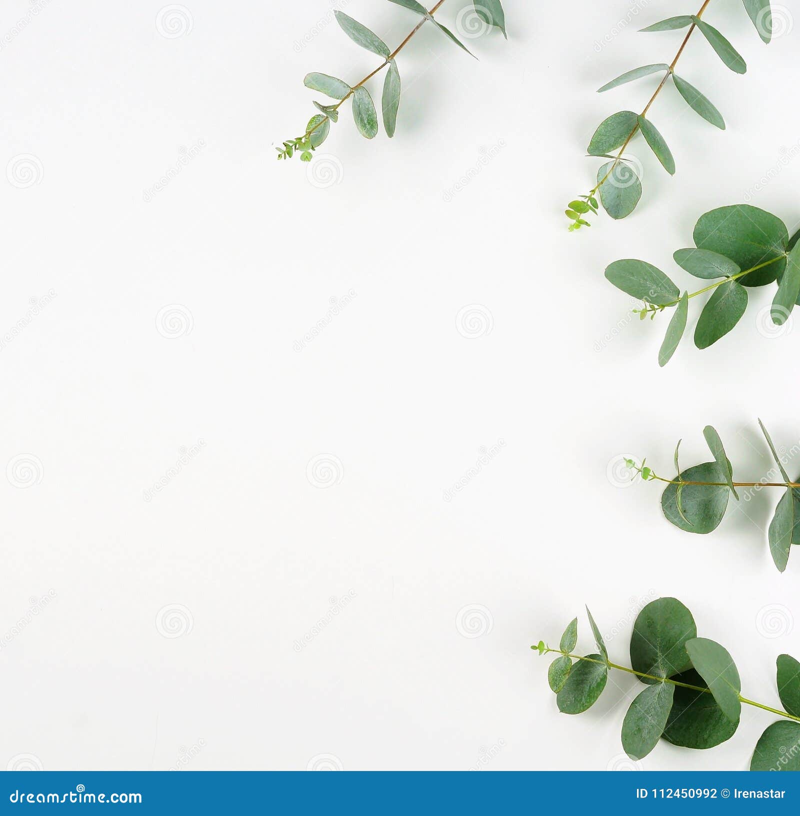 Frame Made of Eucalyptus Branches on White Background Stock Photo ...