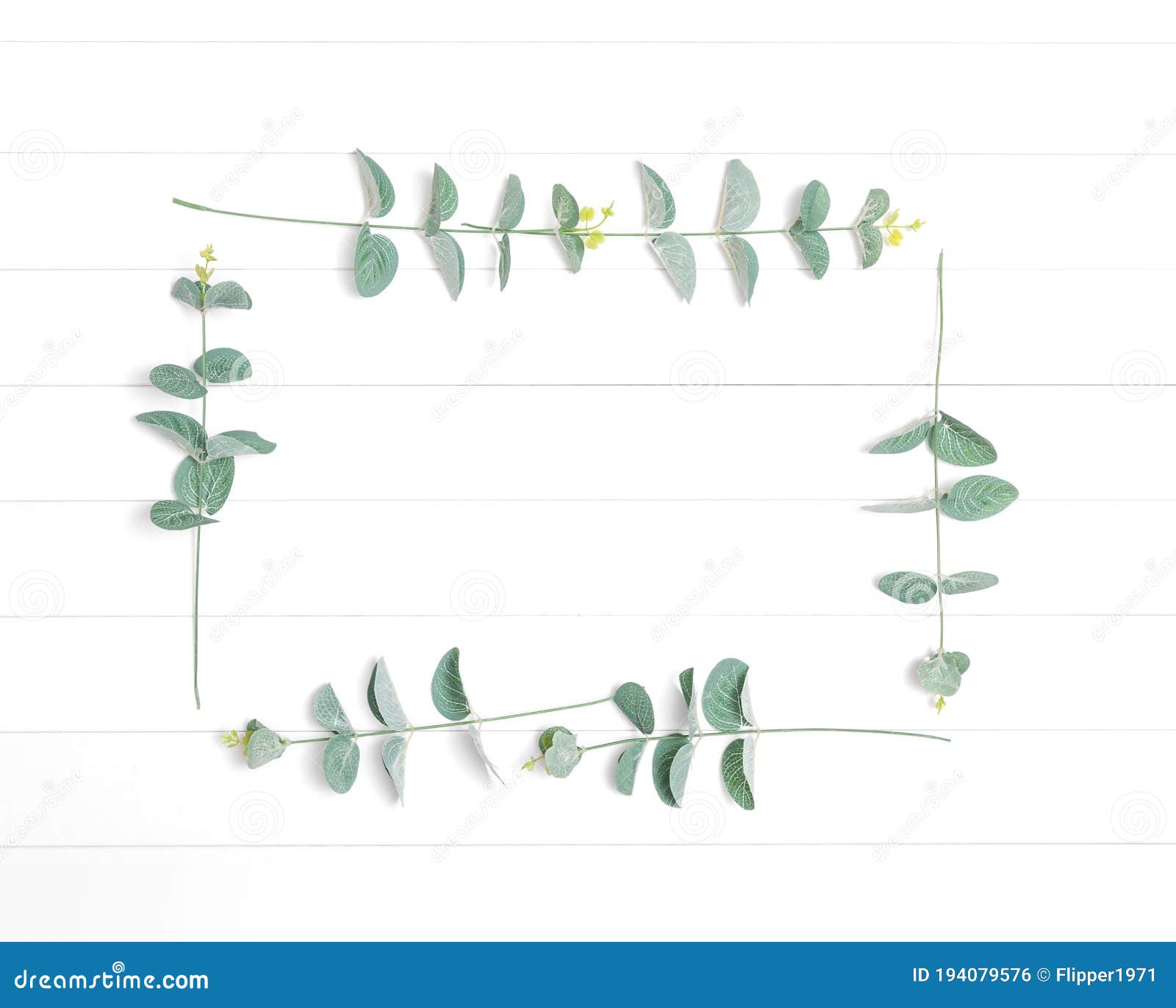 Frame Made of Eucalyptus Branches on a White Background Stock Photo ...