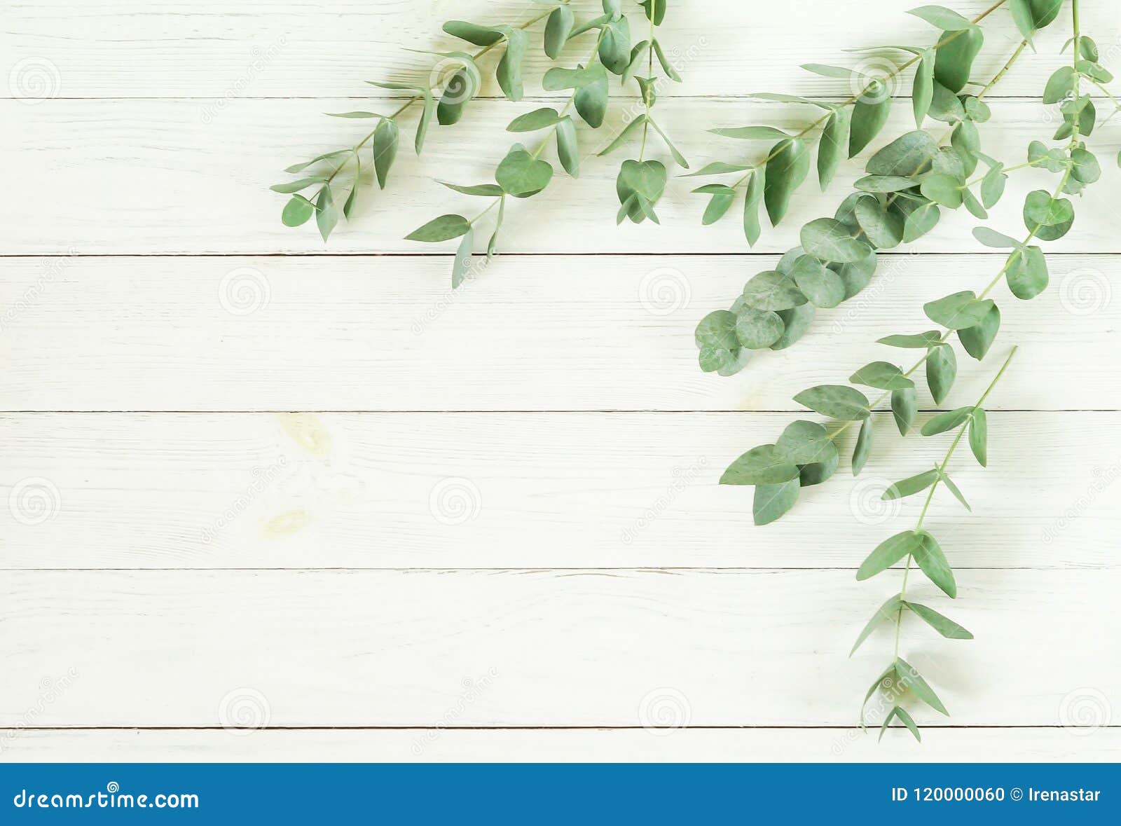 Frame Made of Eucalyptus Branches on White Wooden Background. Stock ...