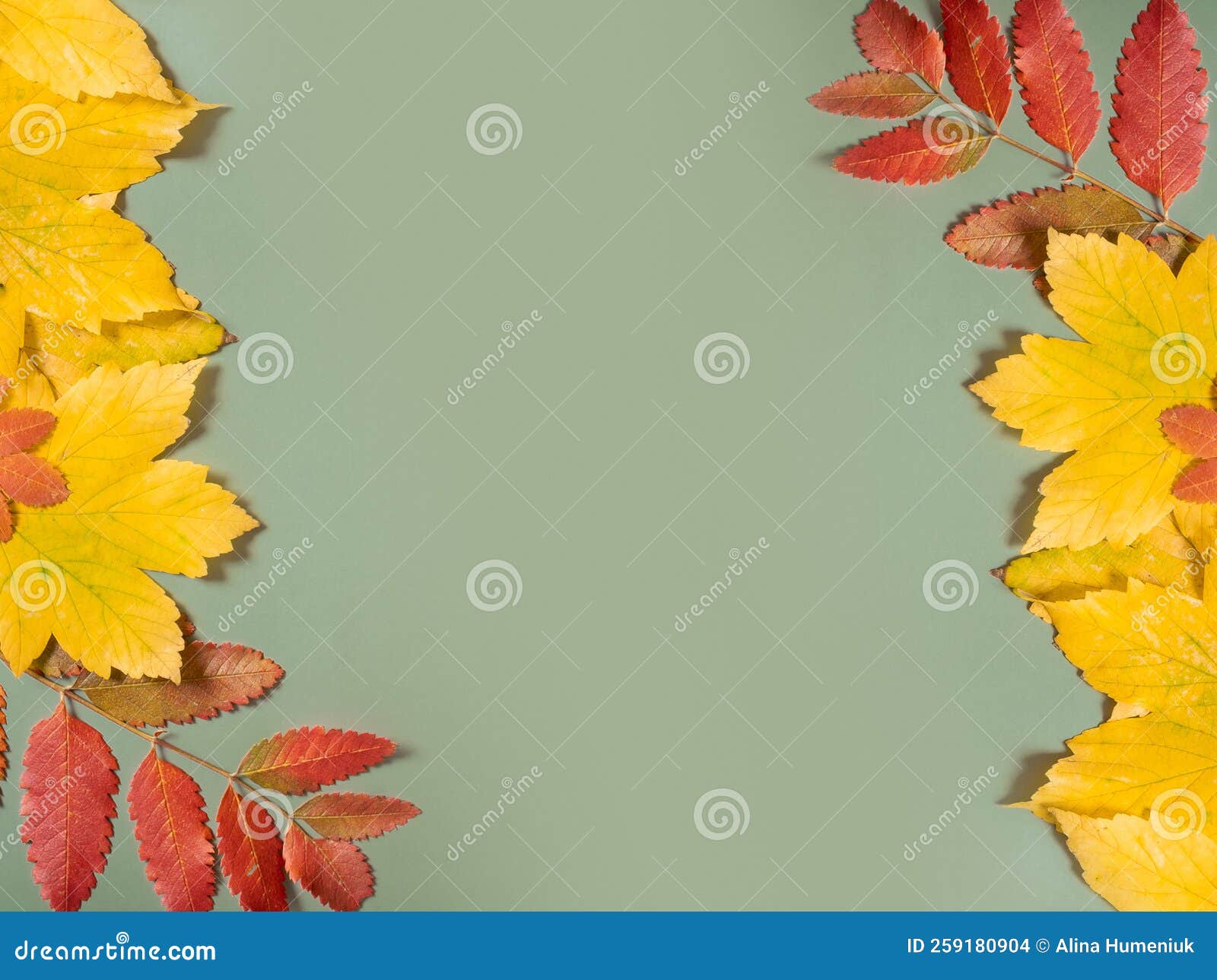 Frame Made from Fall Leaves on Colored Background. Copy Space Stock ...