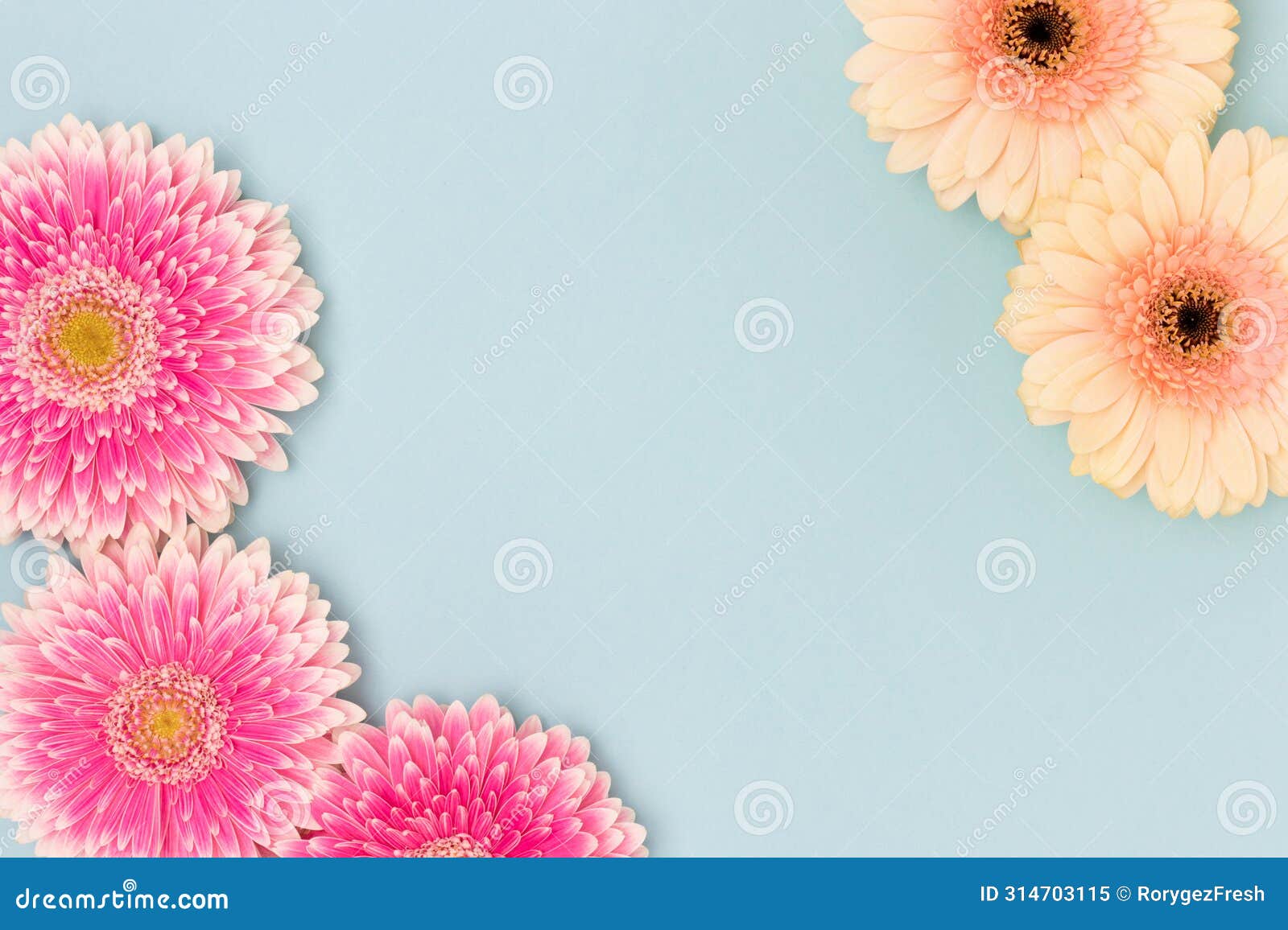 Frame Made of Gerbera Flowers on a Blue Background. Stock Image - Image ...