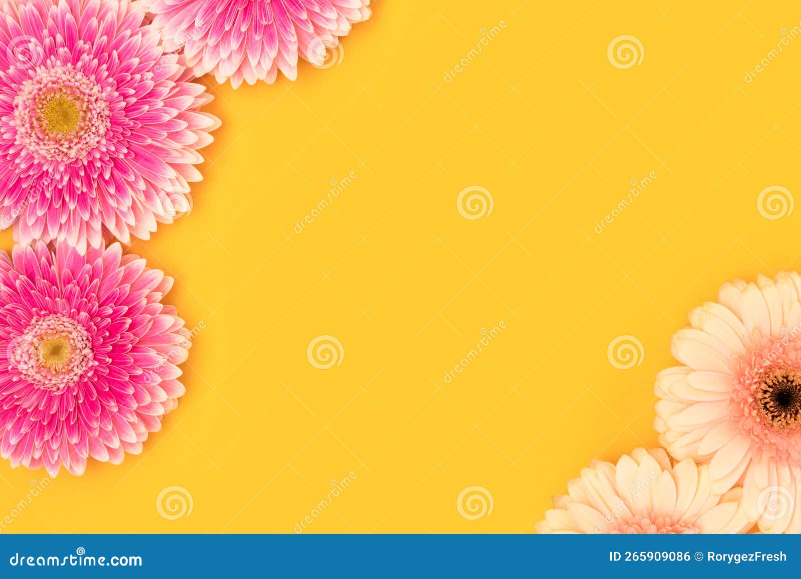 Frame Made of Gerbera Flowers on a Yellow Background. Stock Photo ...