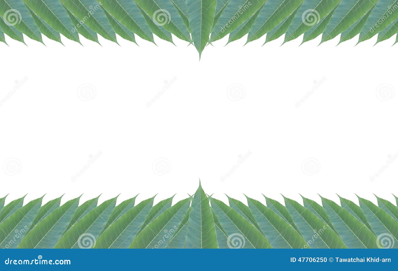 Frame Made of Green Leaves of Mango Tree Isolated on White Background ...
