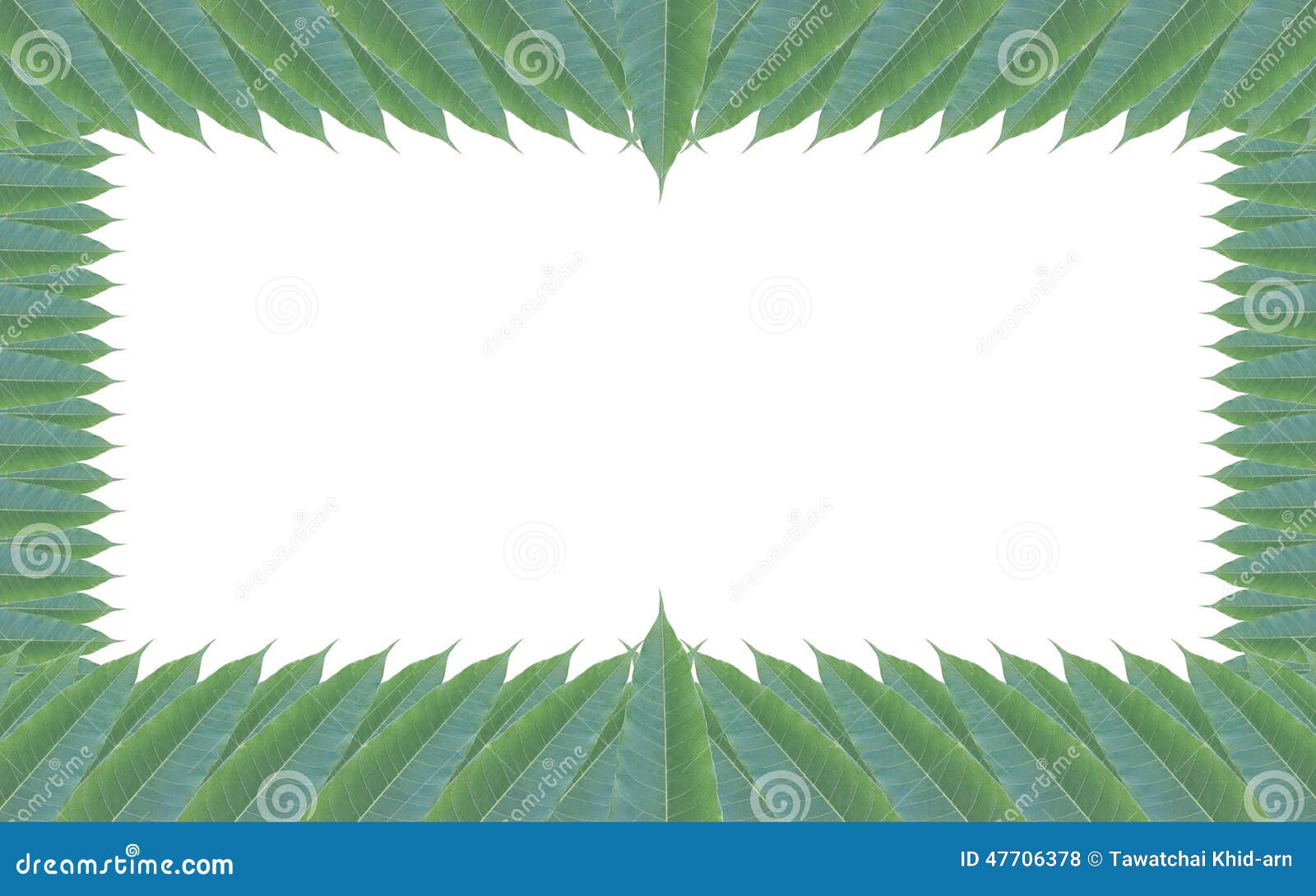 Frame Made of Green Leaves of Mango Tree Isolated on White Background ...