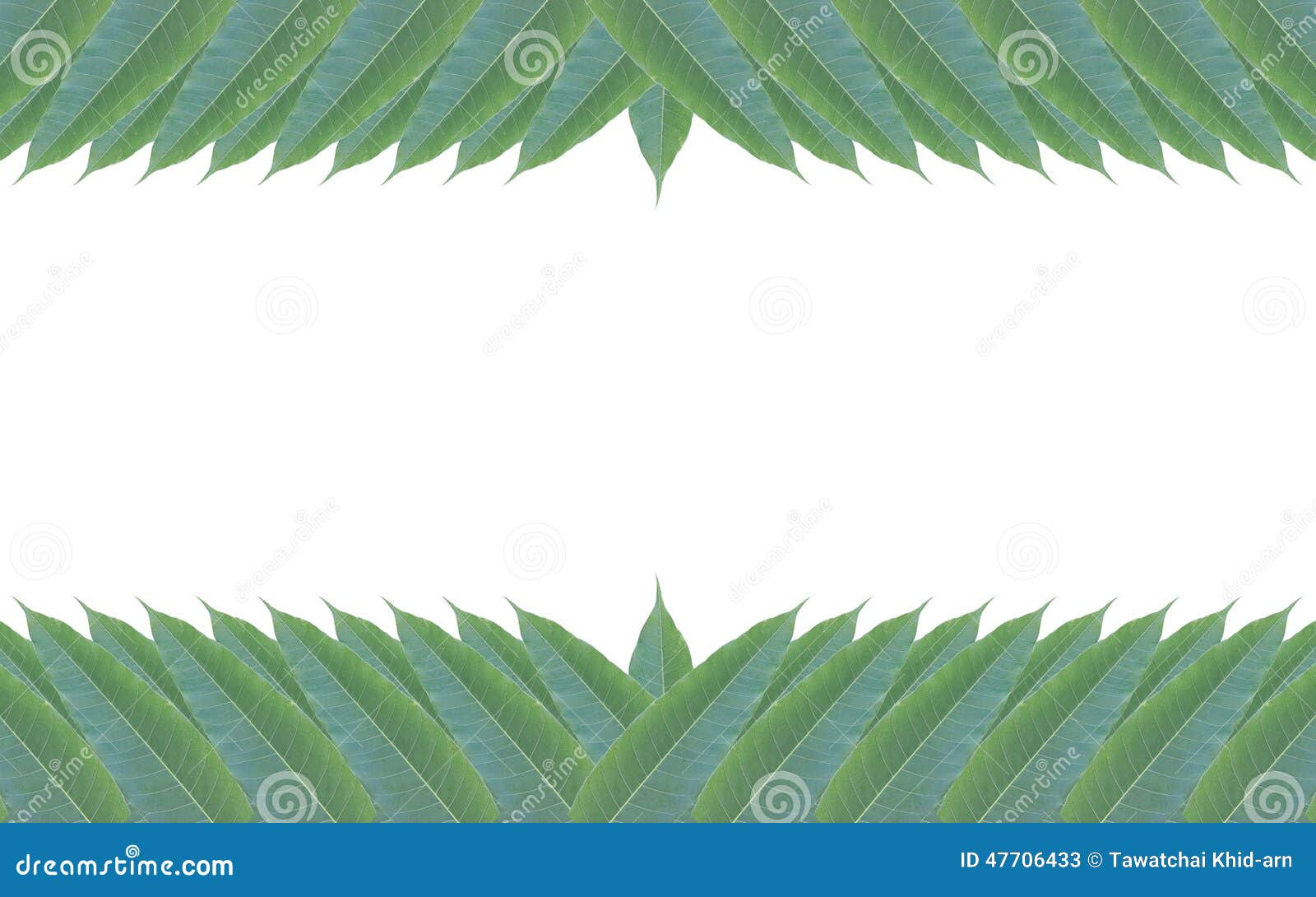 Frame Made of Green Leaves of Mango Tree Isolated on White Background ...