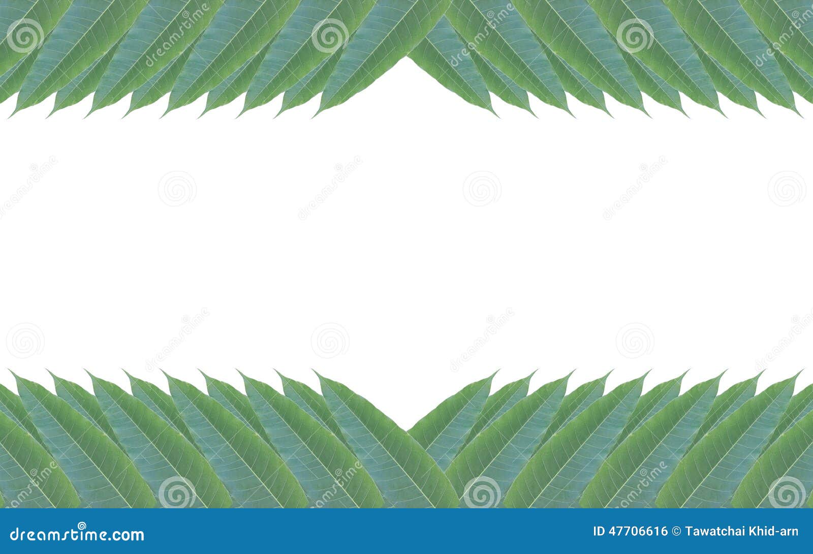 Frame Made of Green Leaves of Mango Tree Isolated on White Background ...