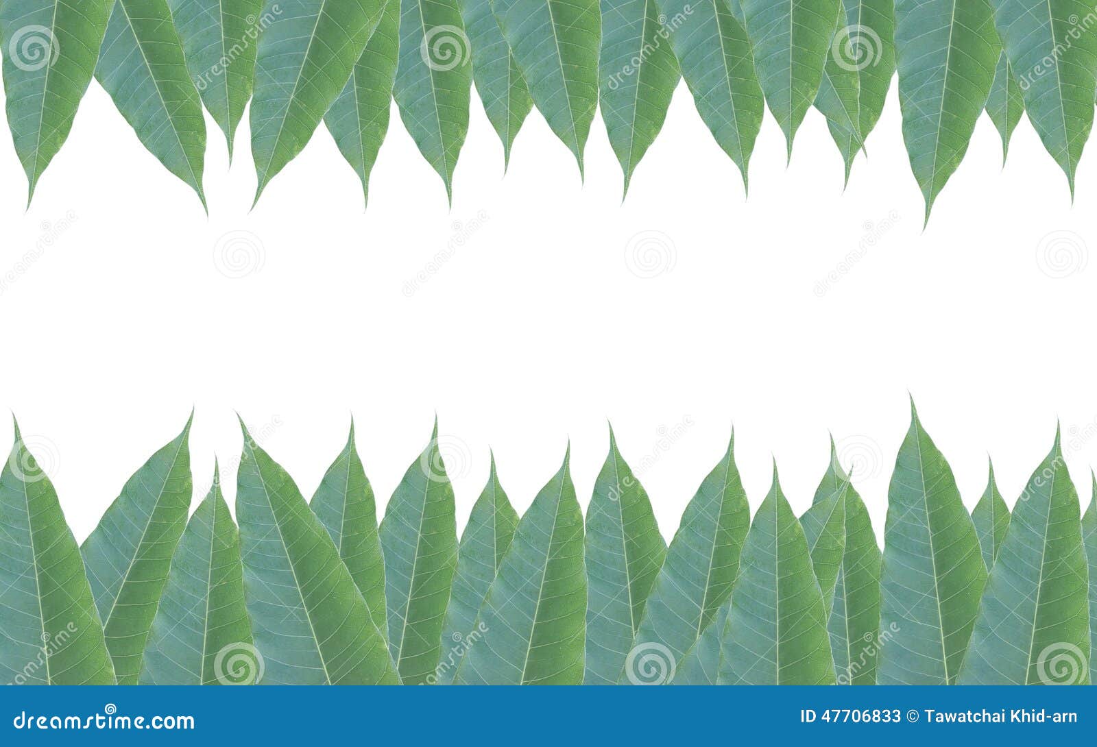 Frame Made of Green Leaves of Mango Tree Isolated on White Background ...